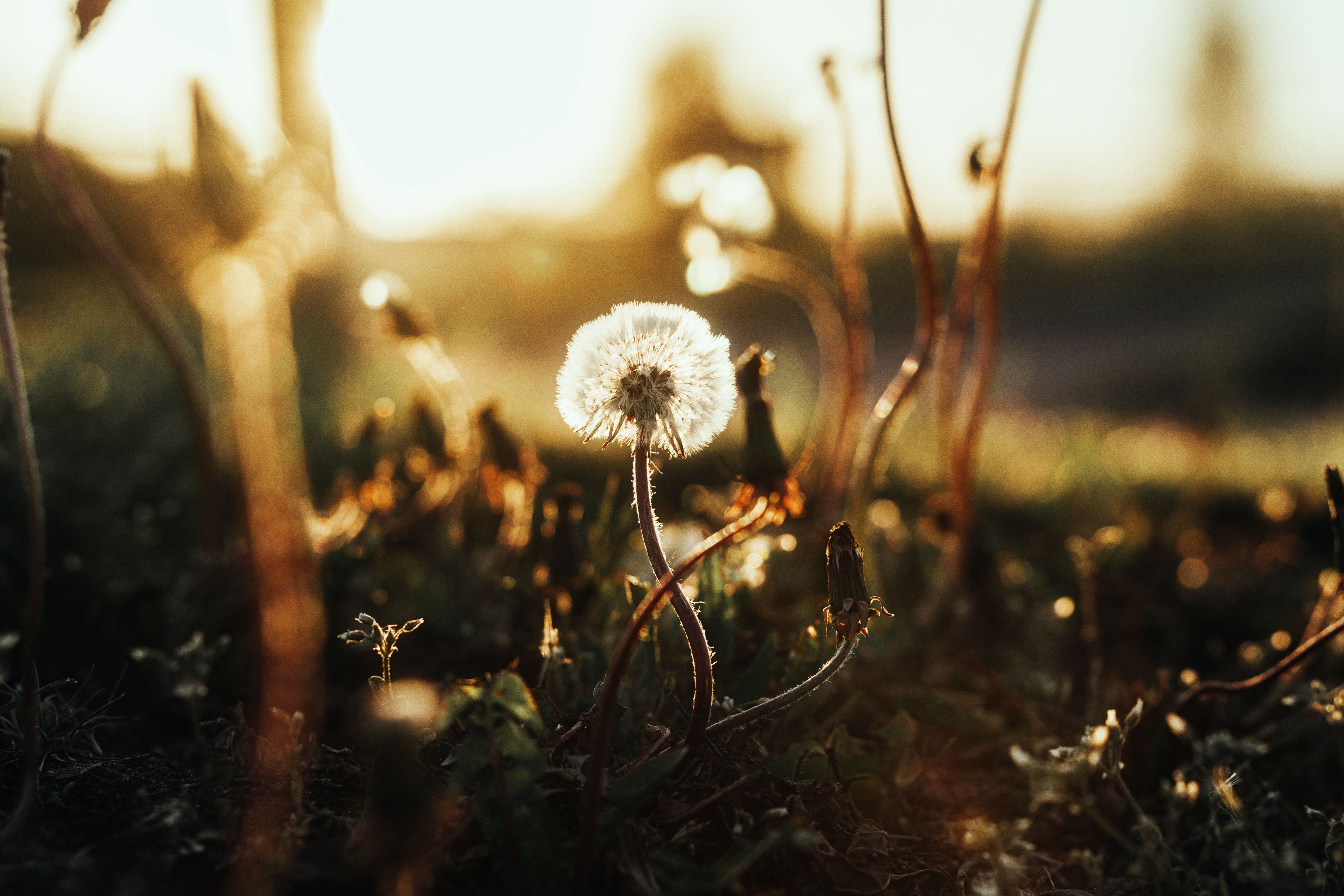 Close-up of Dandelions on a Meadow at Sunset · Free Stock Photo