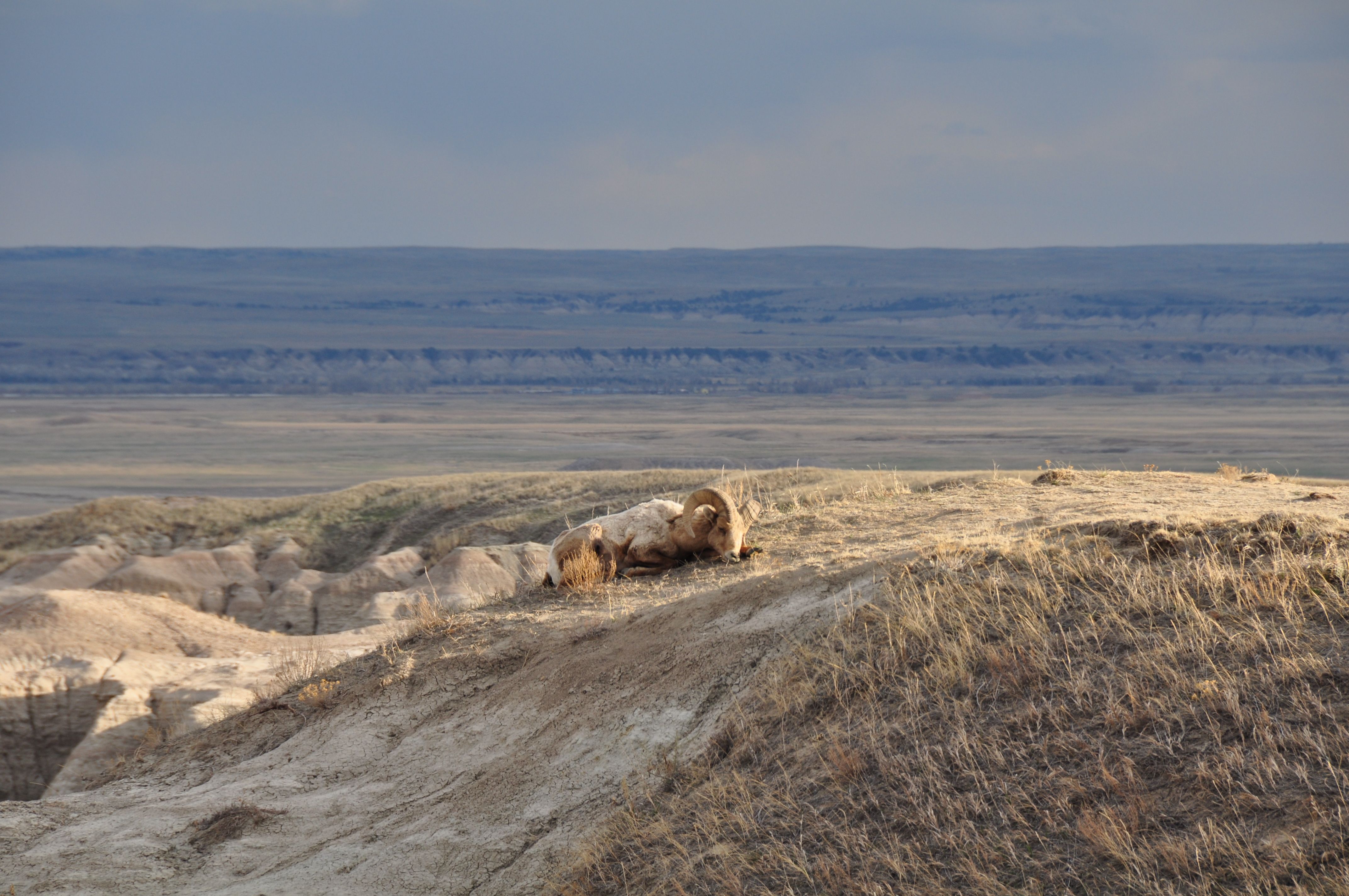 Black and Brown Ram Animal · Free Stock Photo