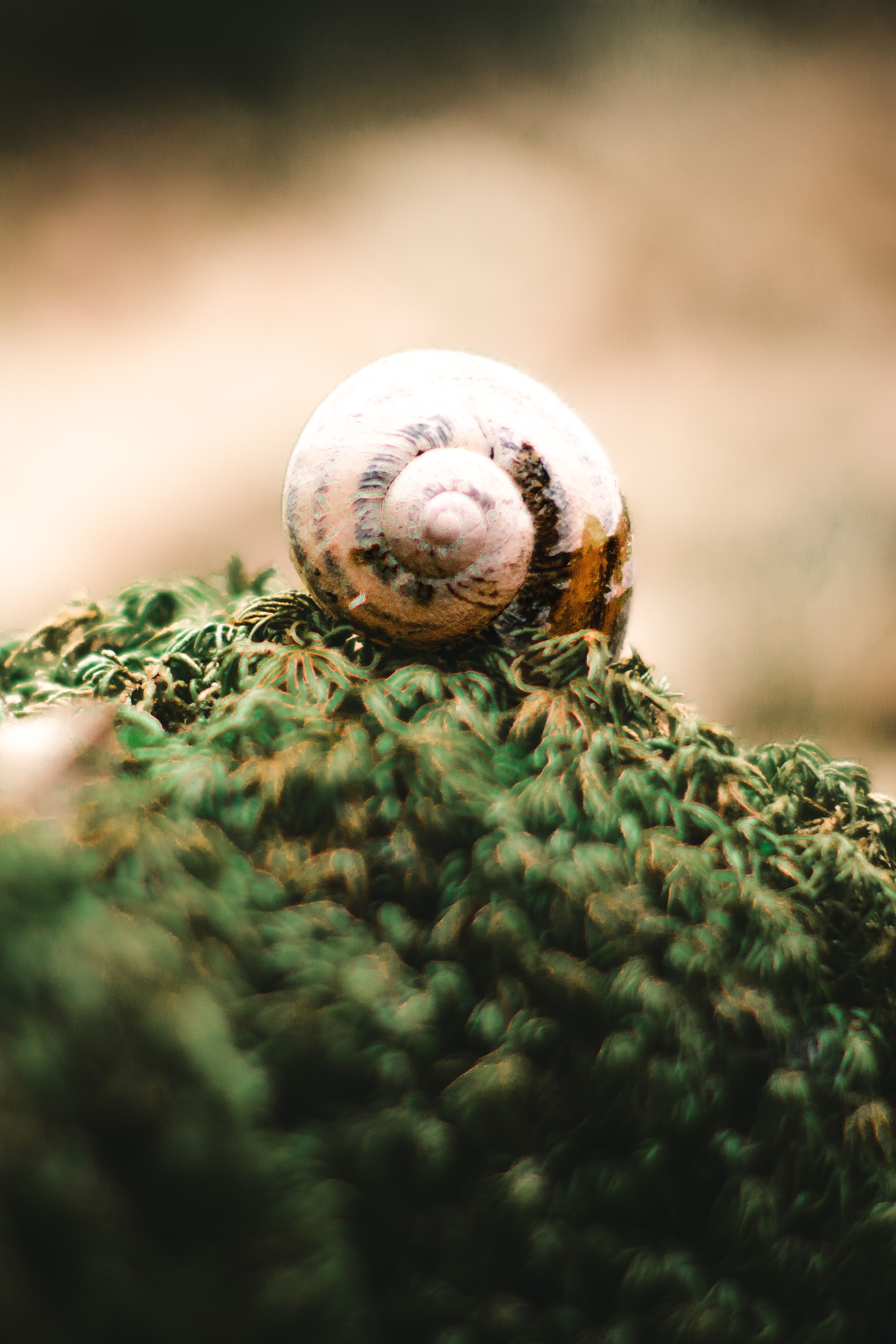 Close-up of a Snail Shell on a Plant · Free Stock Photo
