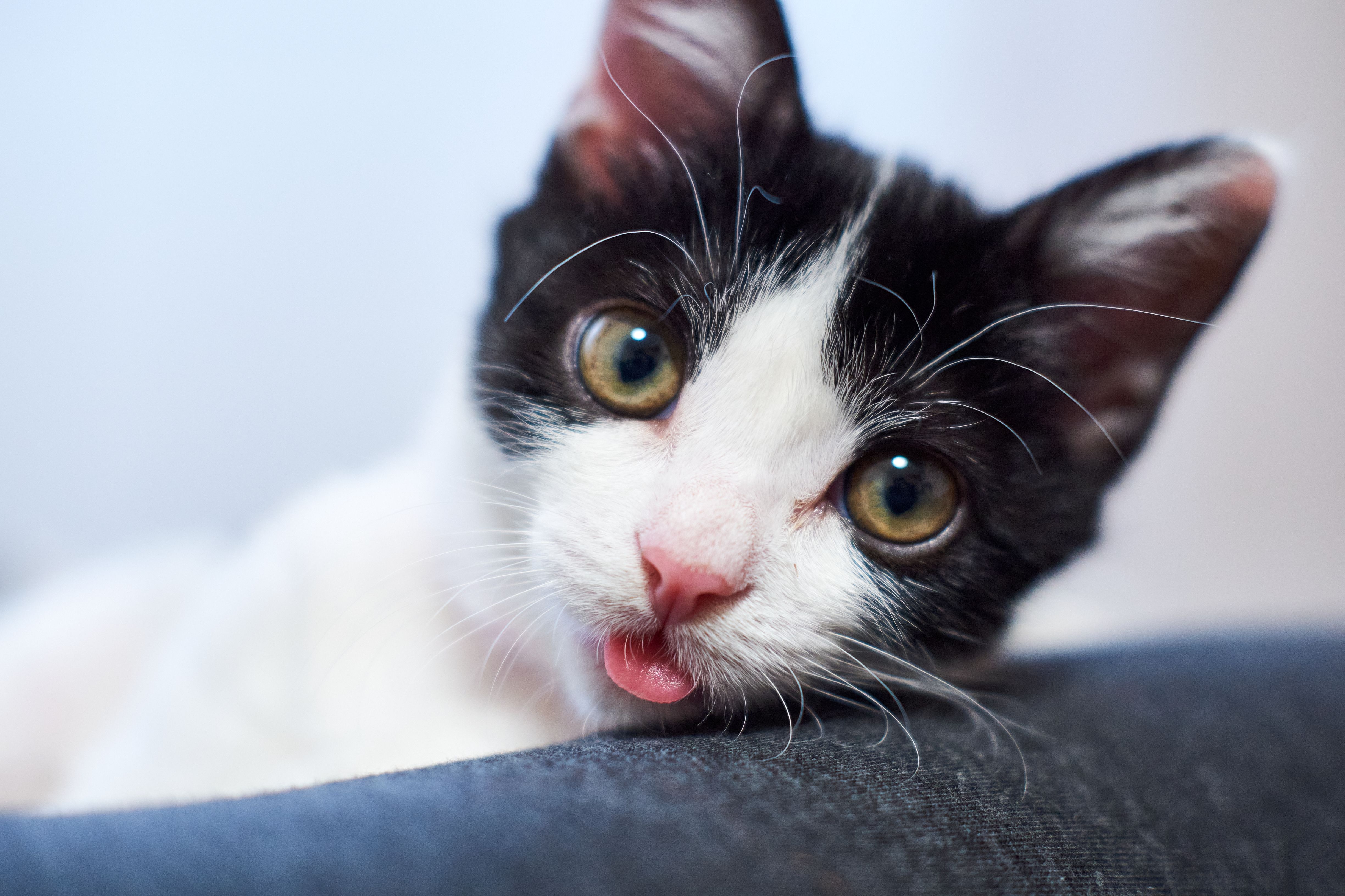 Close up of Cat Head · Free Stock Photo