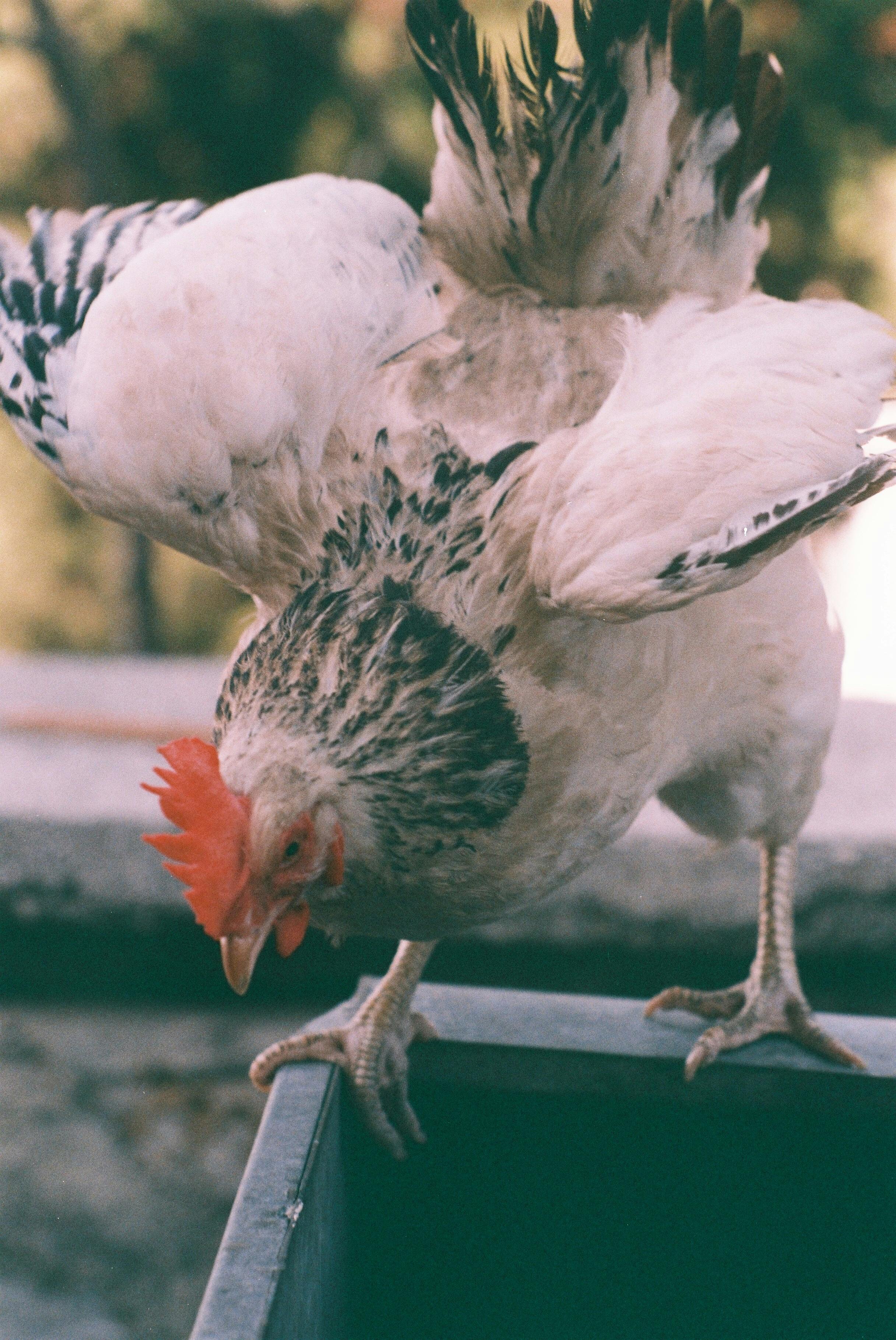 Rooster Sitting on Rail · Free Stock Photo