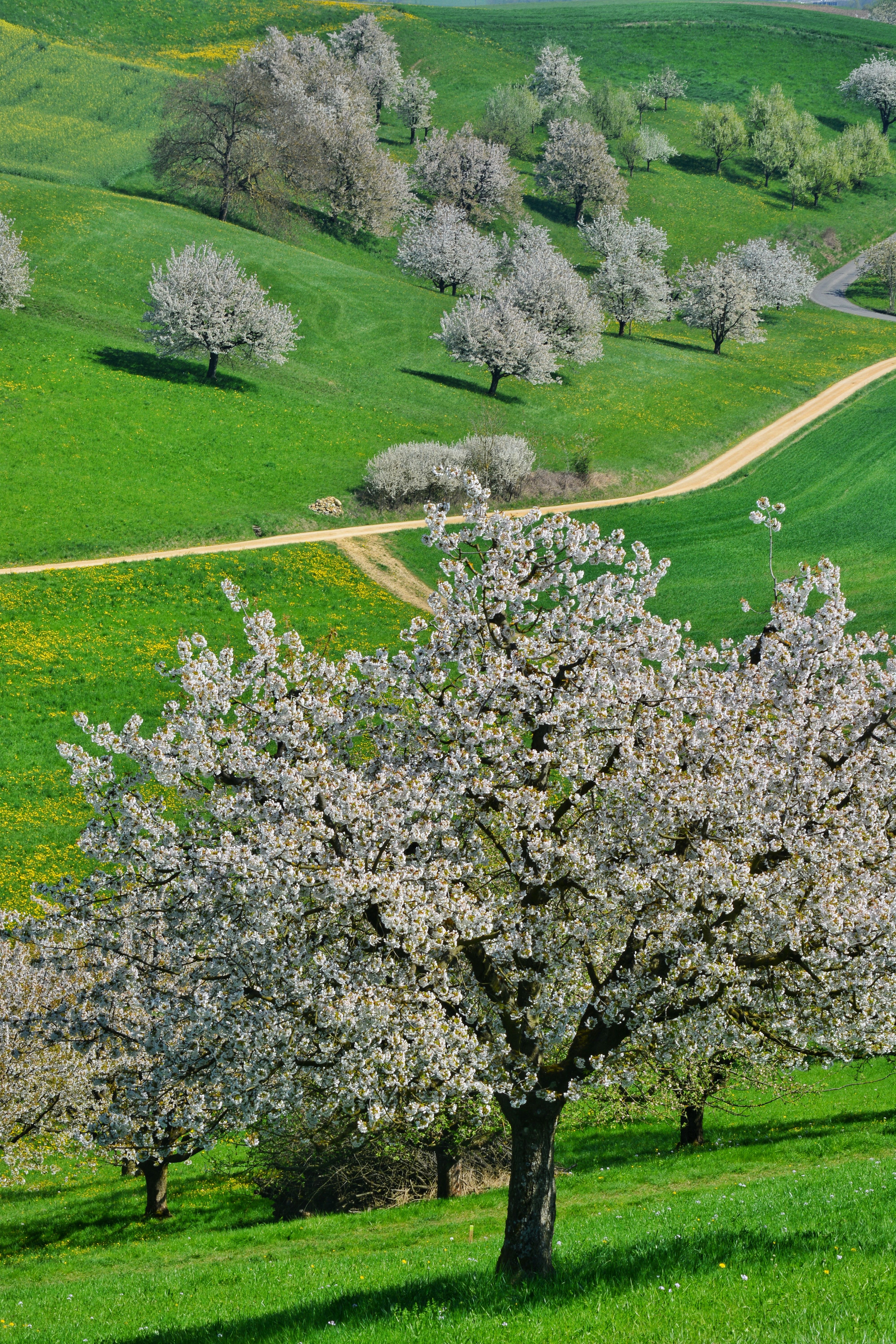 Cherry Trees on a Field · Free Stock Photo
