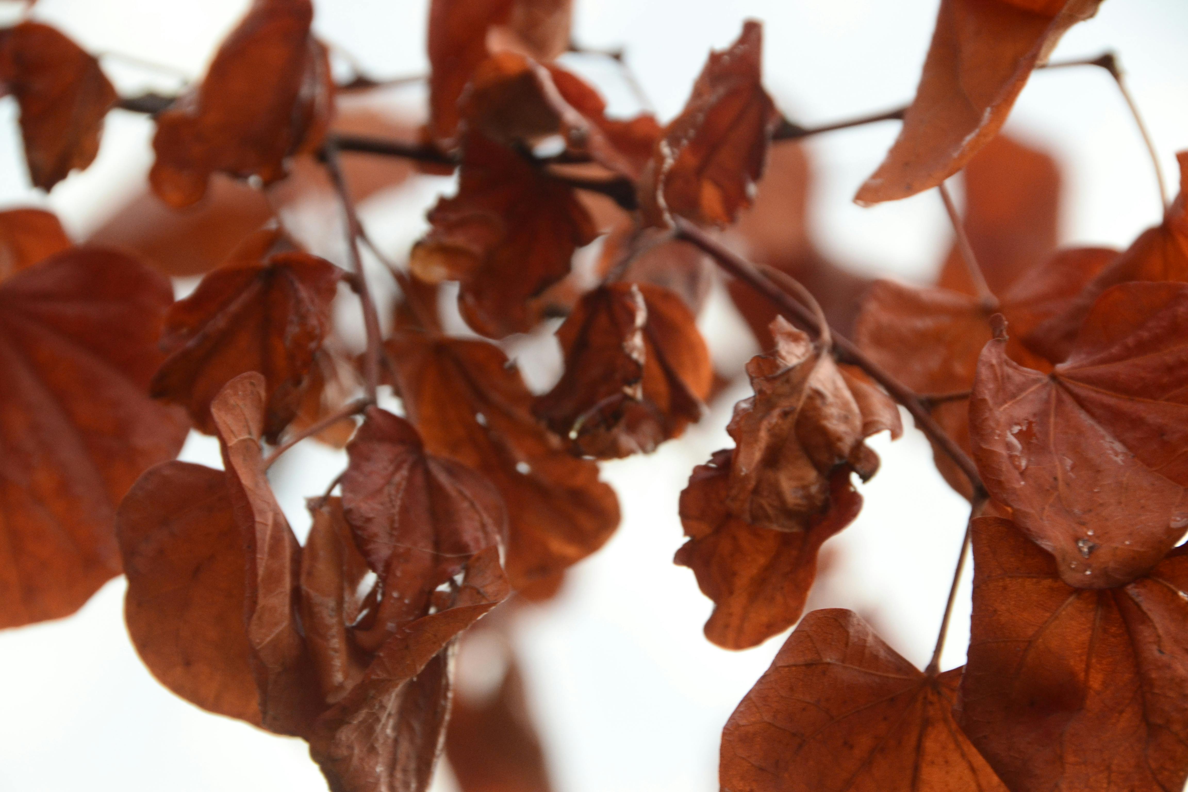 Andi Jo - การถ่ายภาพ