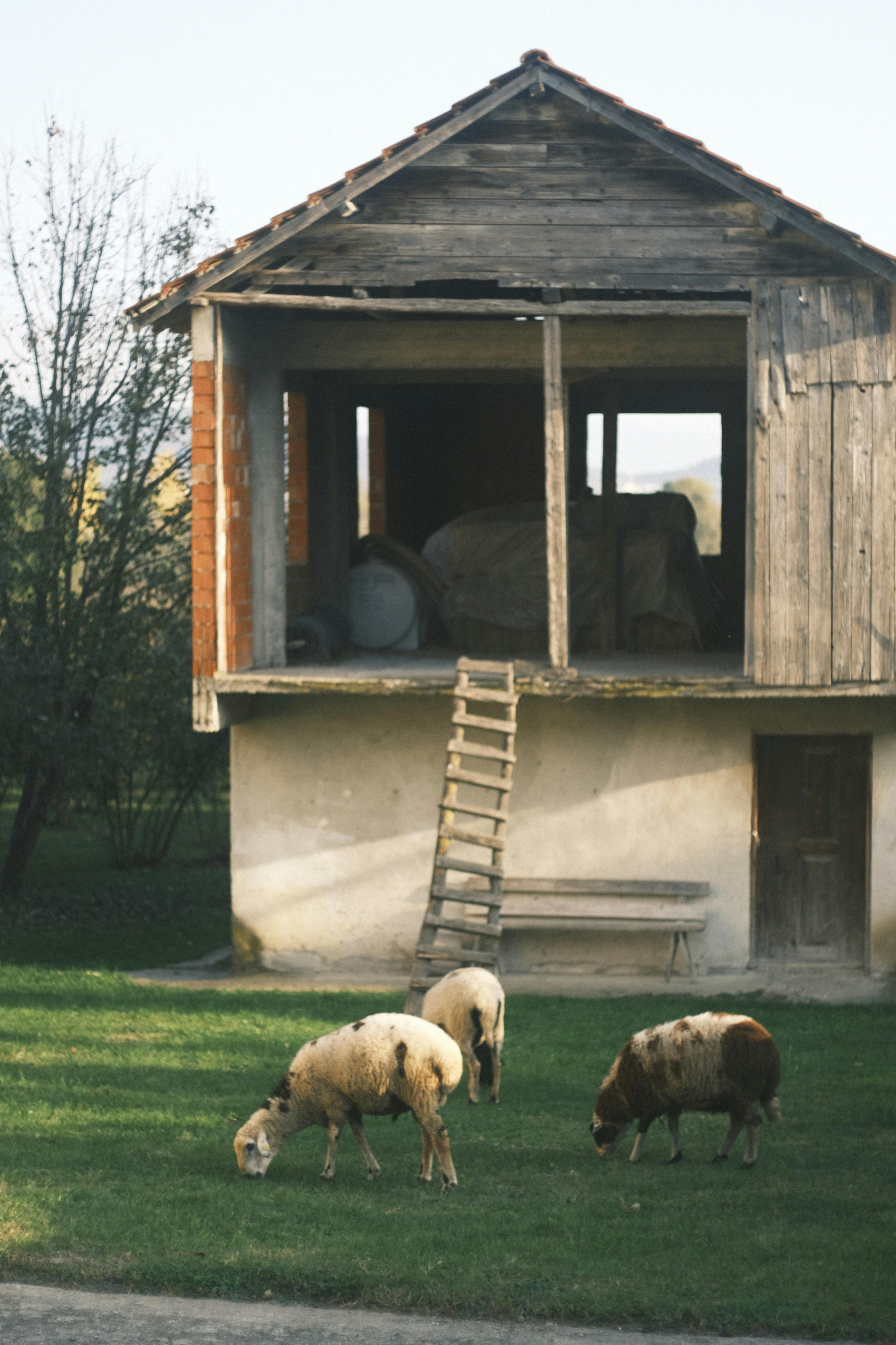 Sheep in Front of a Wooden Hut · Free Stock Photo