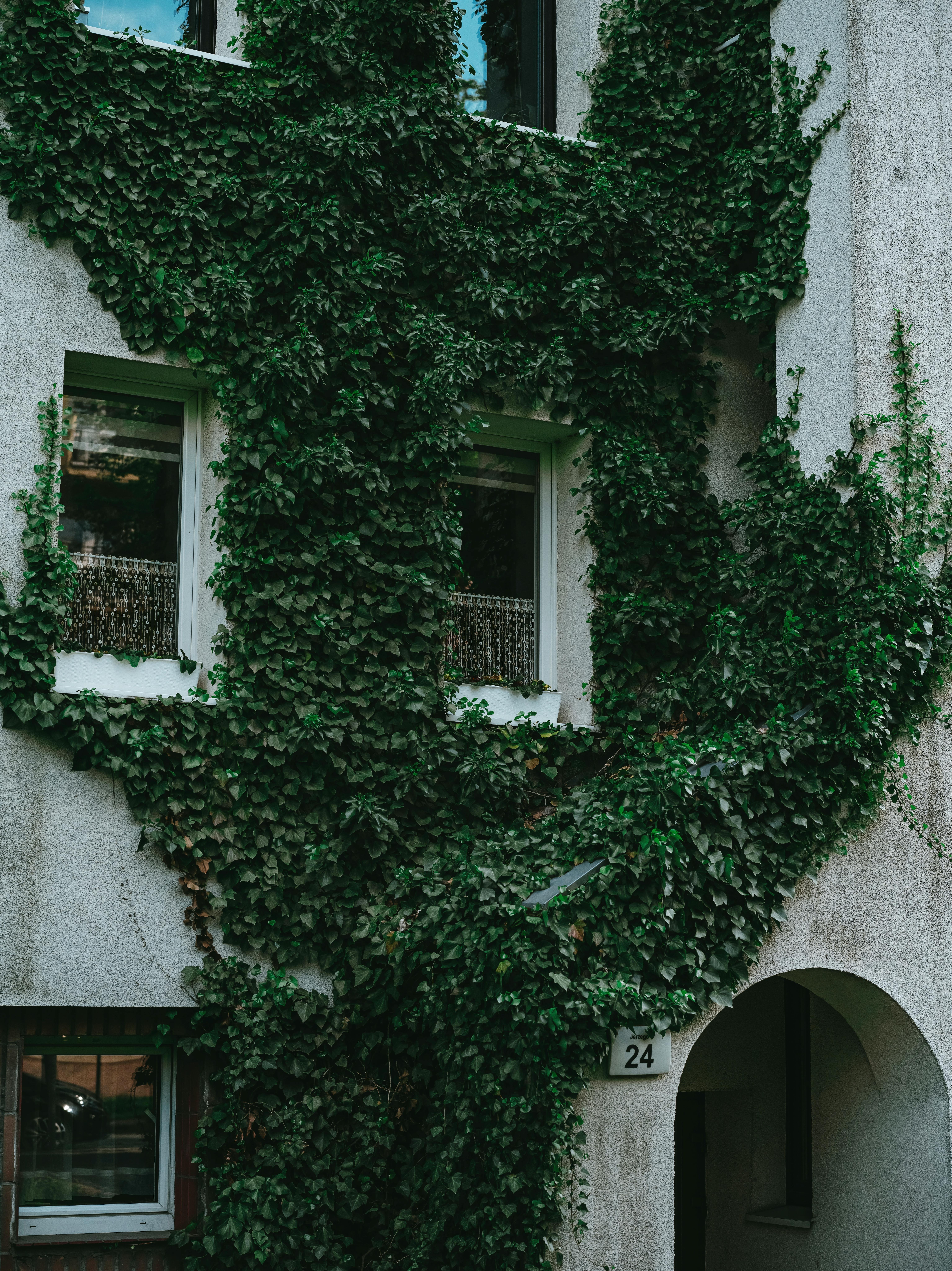Windows of an Overgrown Building · Free Stock Photo