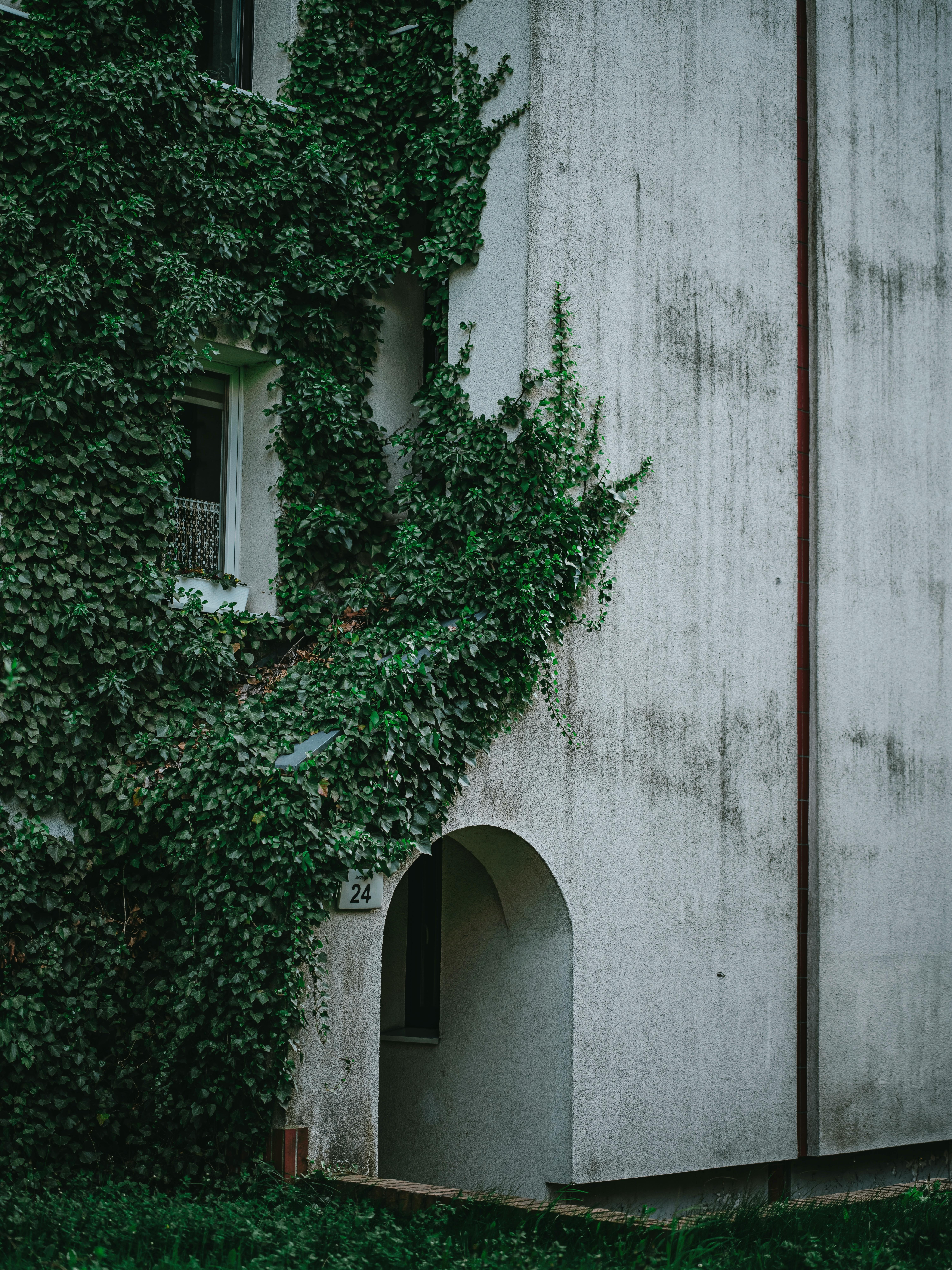 Overgrown Wall of an Apartment Building · Free Stock Photo