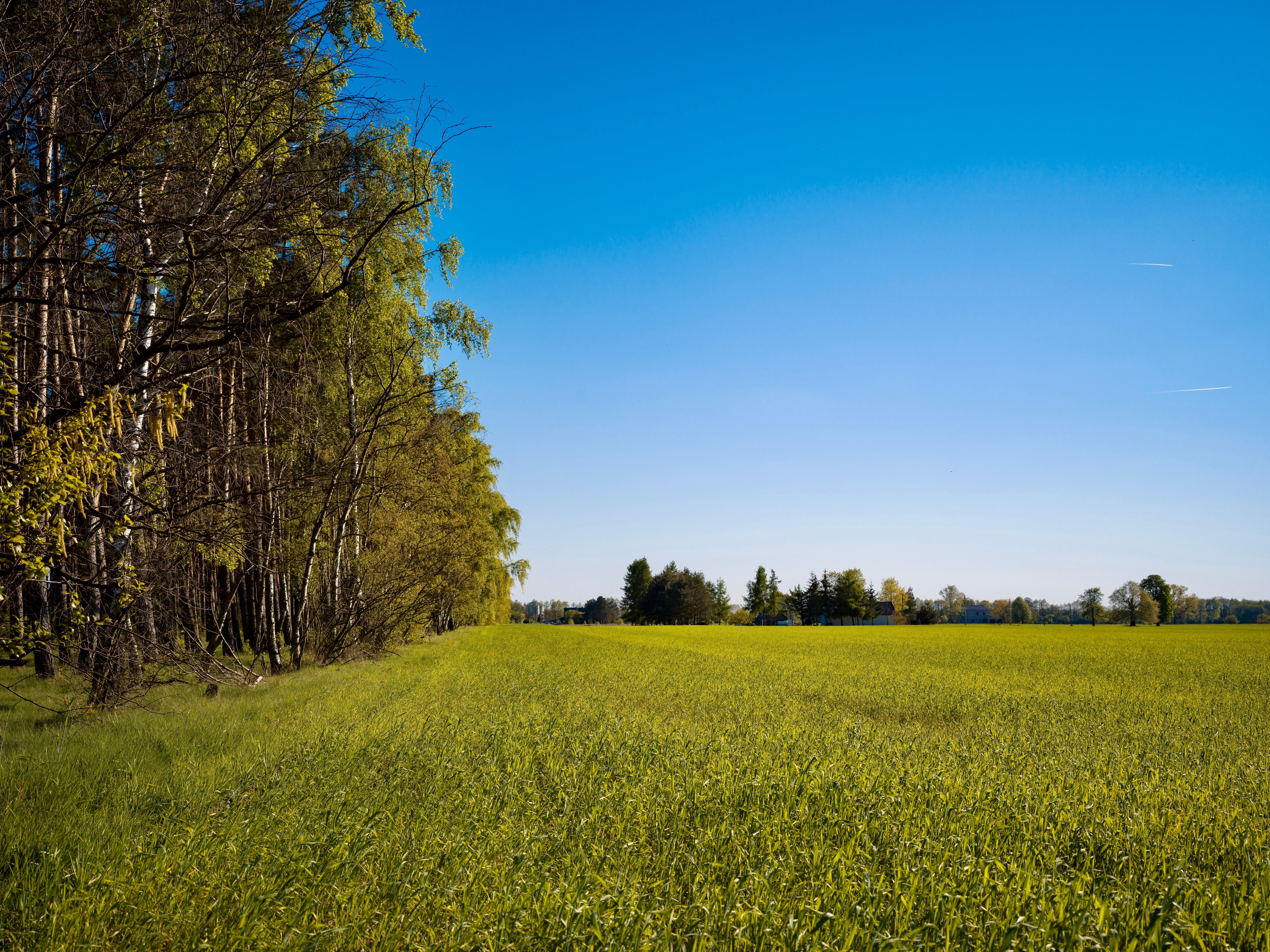 Green Field in Summer · Free Stock Photo