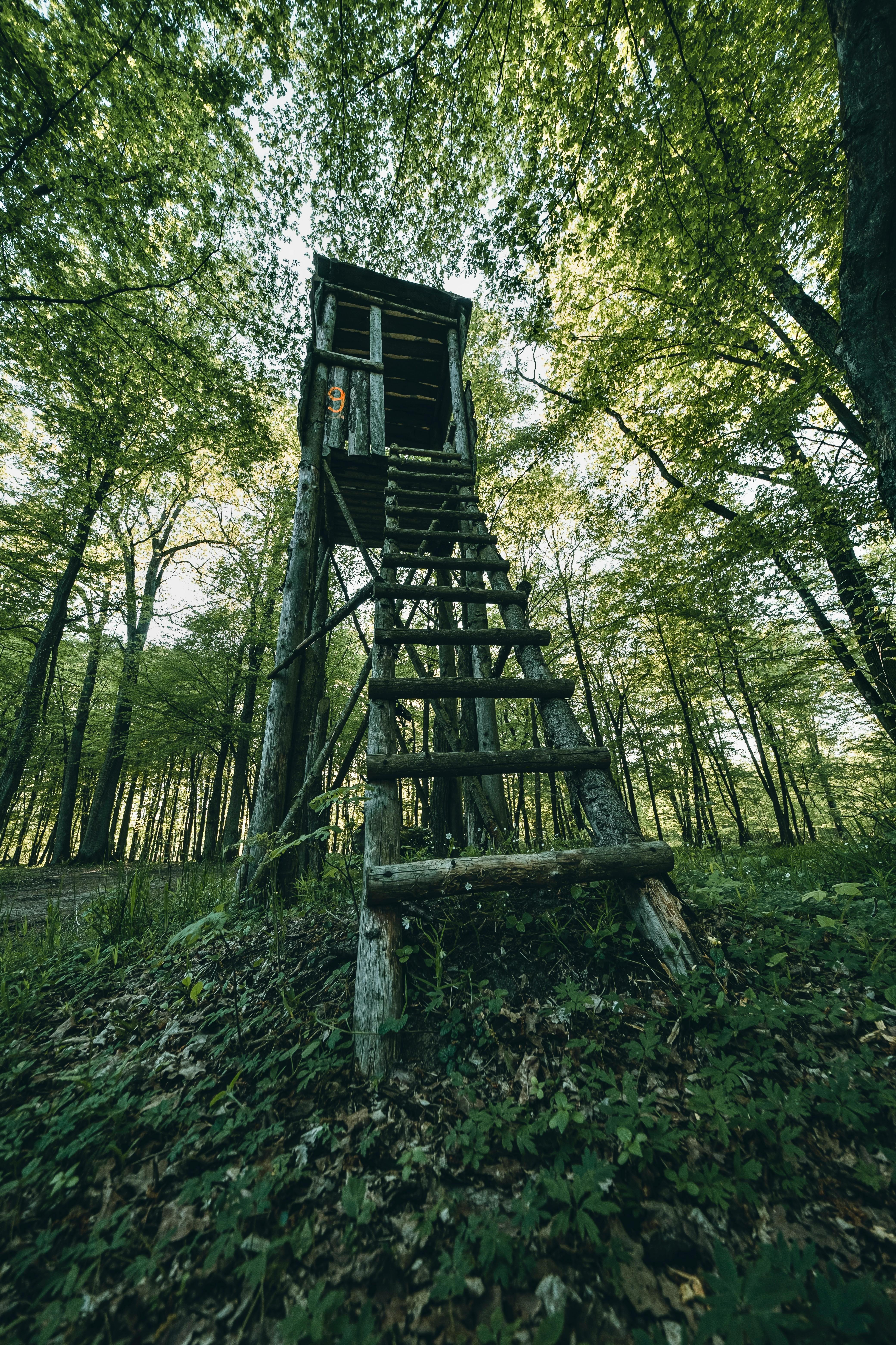 Hunting High Seat in a Forest · Free Stock Photo