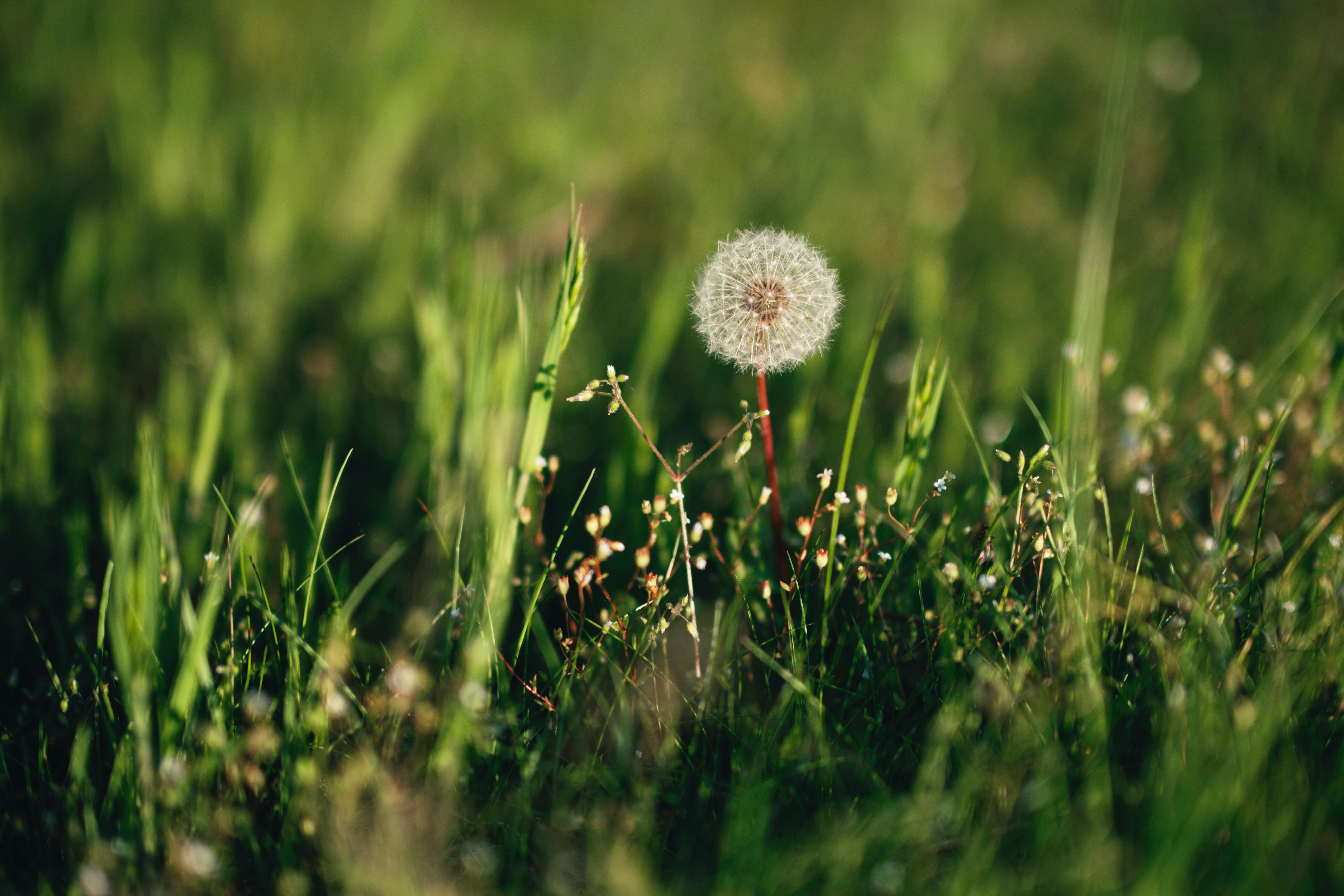 Russian Dandelion Photos, Download The BEST Free Russian Dandelion ...
