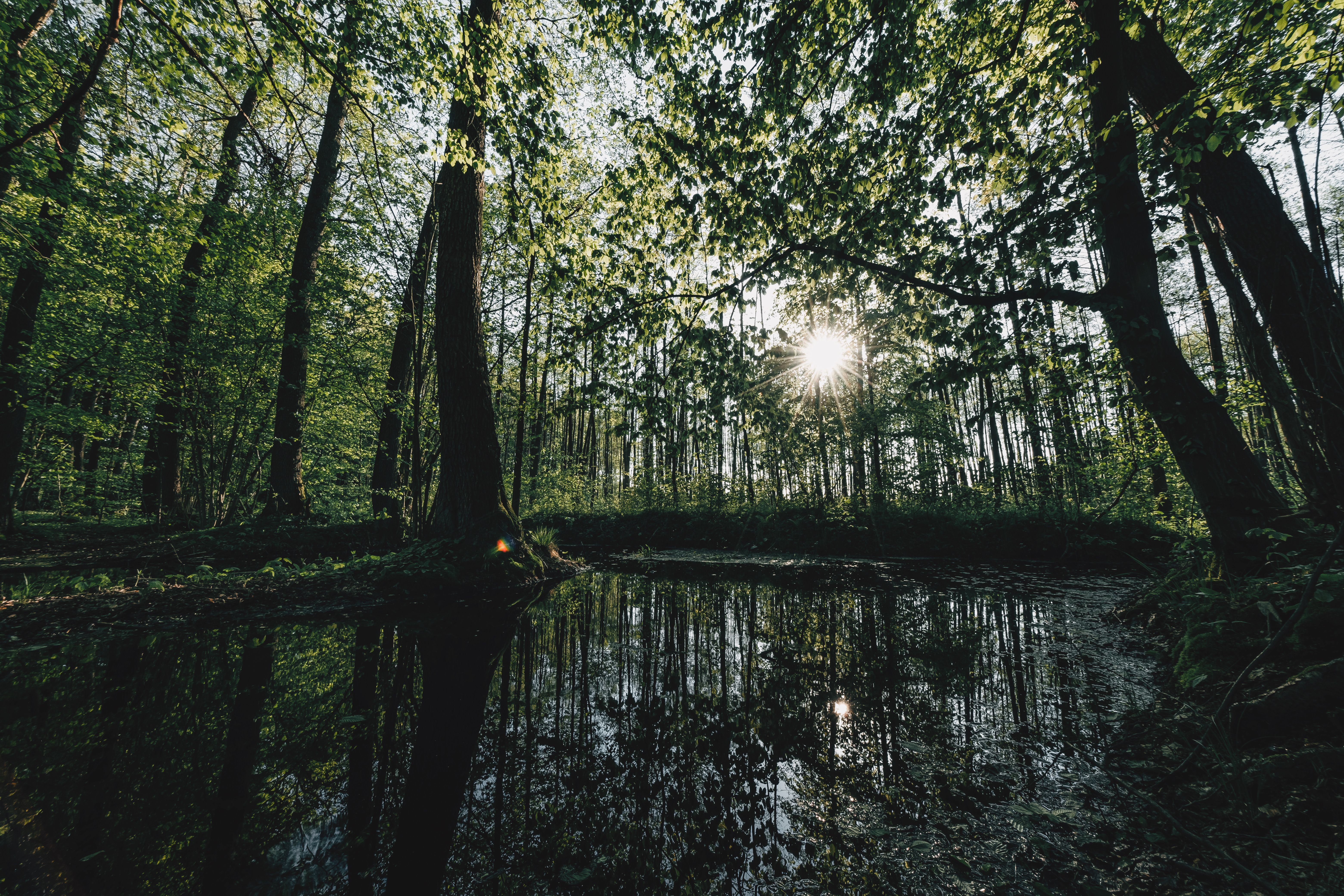 Large Puddle in a Forest with the Sun Shining in the Background · Free ...