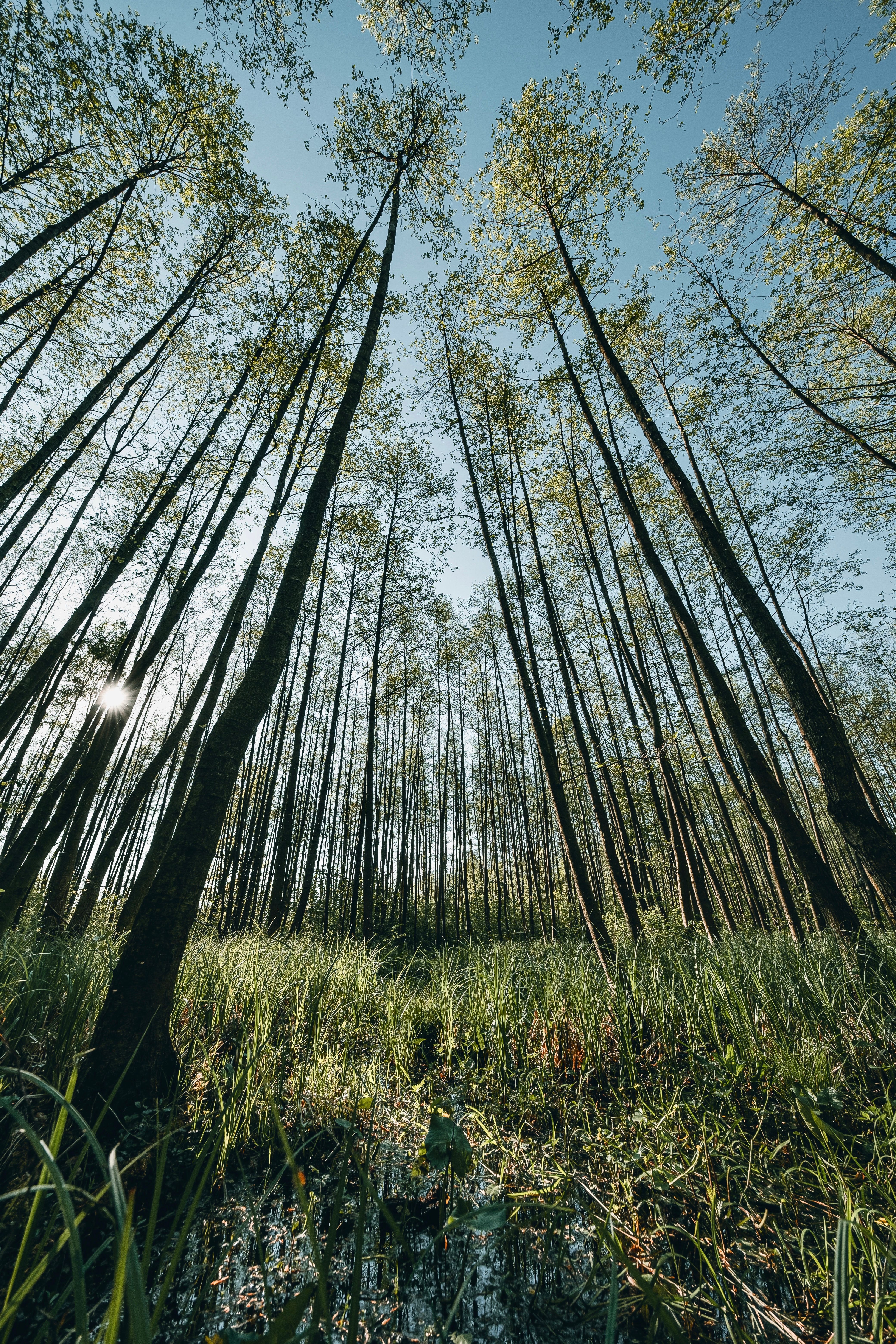 Low Angle Shot of Trees at a Swamp · Free Stock Photo