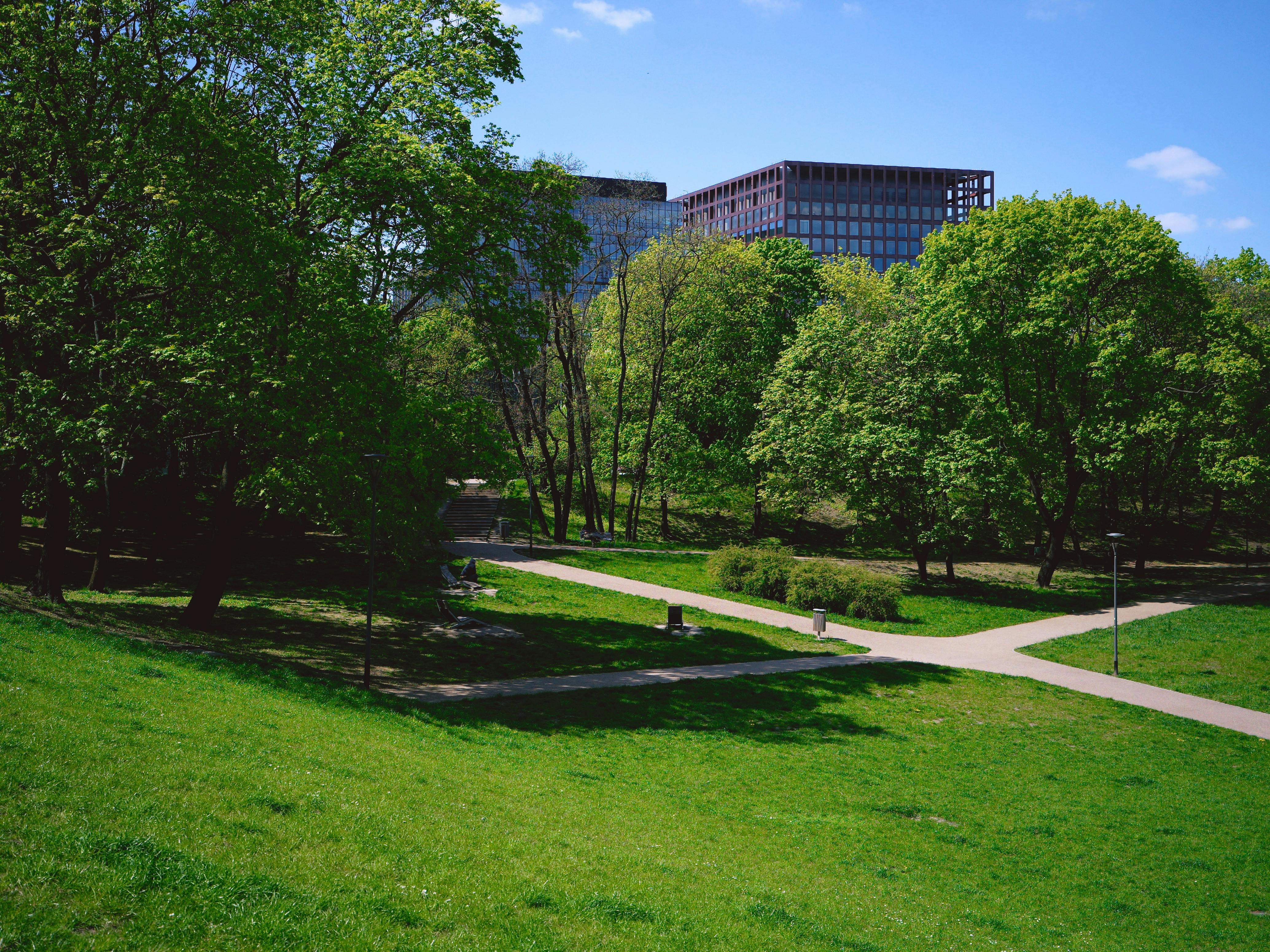 Green Trees and Lawn in Park · Free Stock Photo