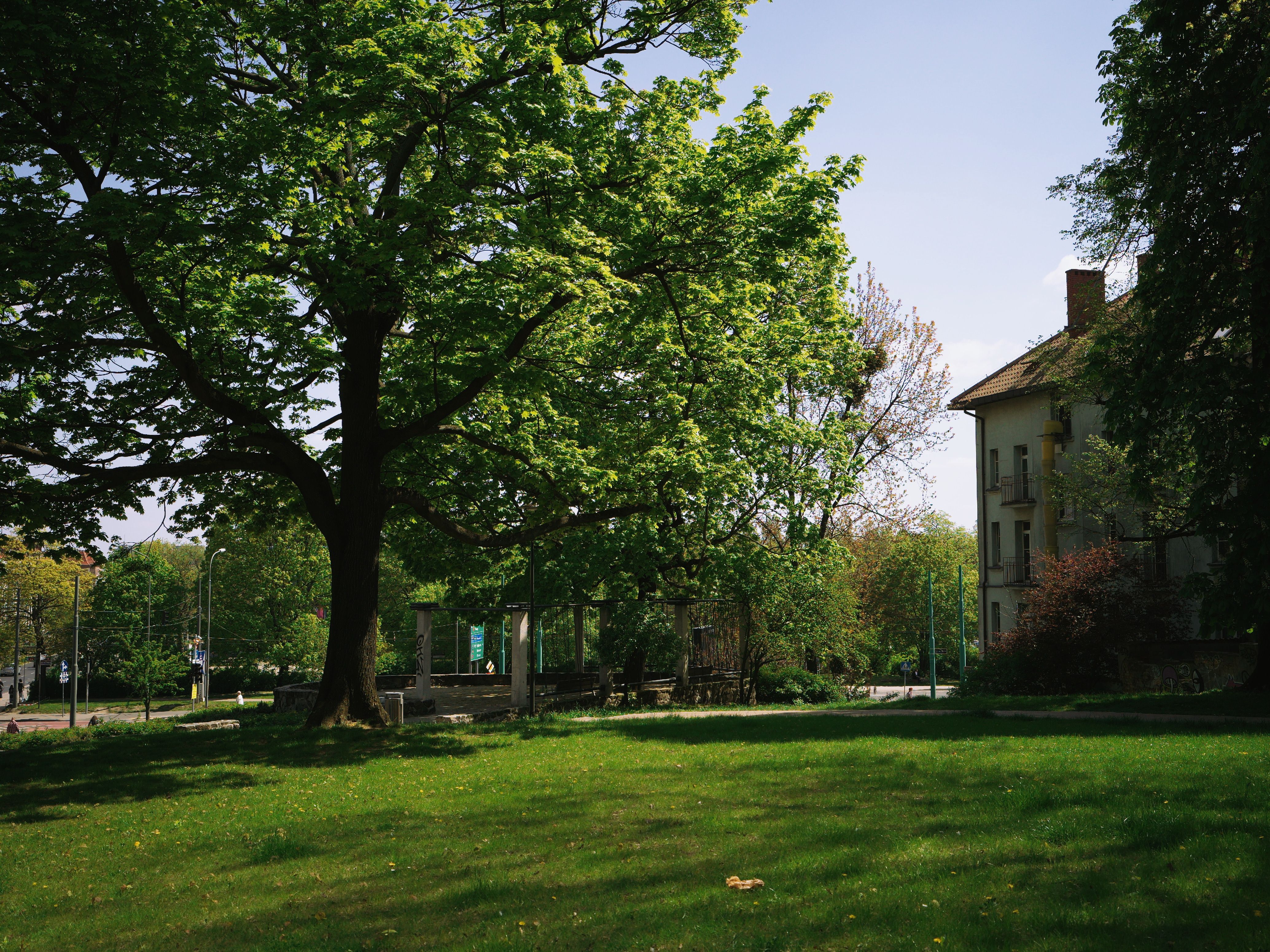 Trees on a Green Lawn in Summer · Free Stock Photo