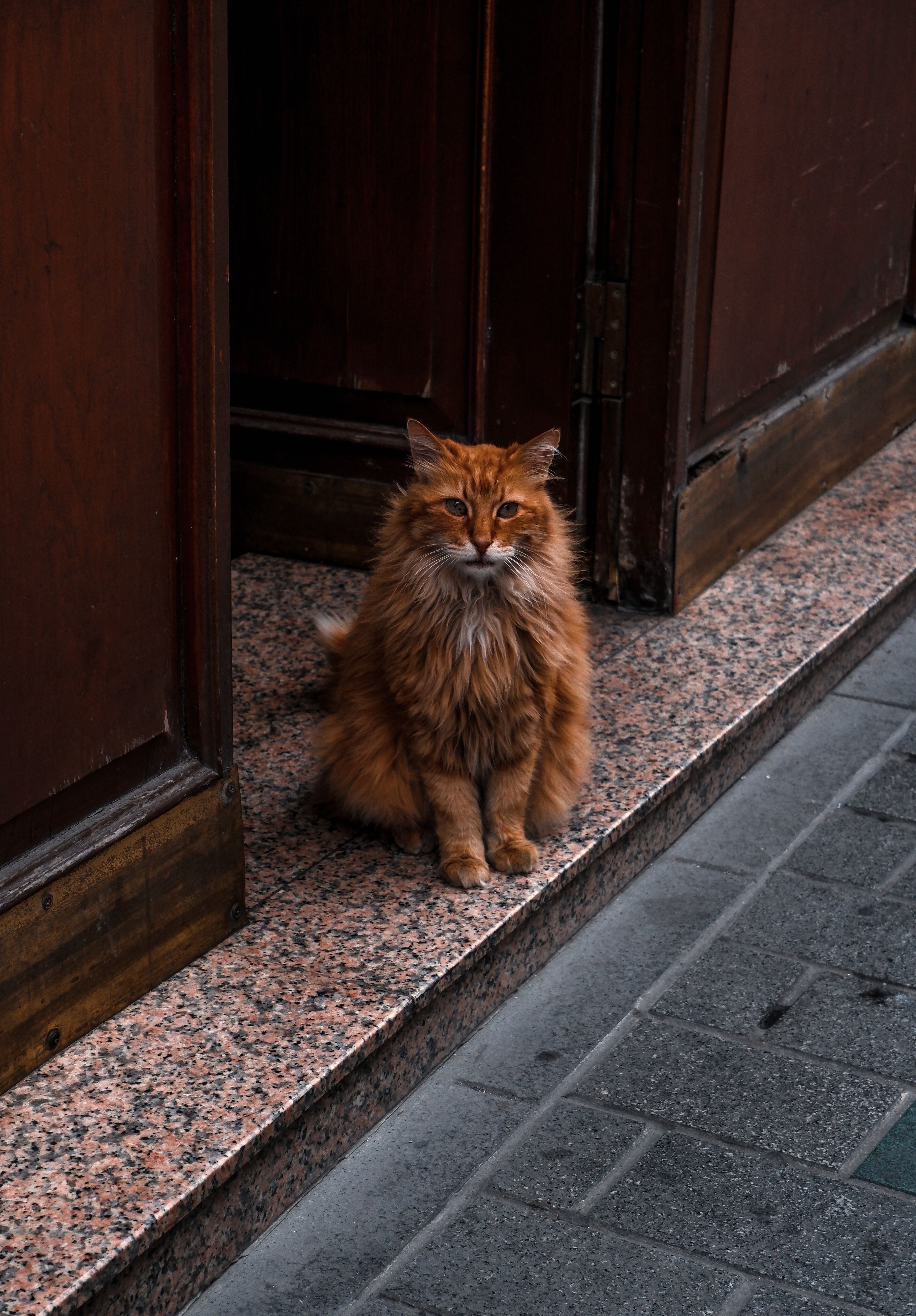 Fluffy Red Cat Sitting in Doorway · Free Stock Photo