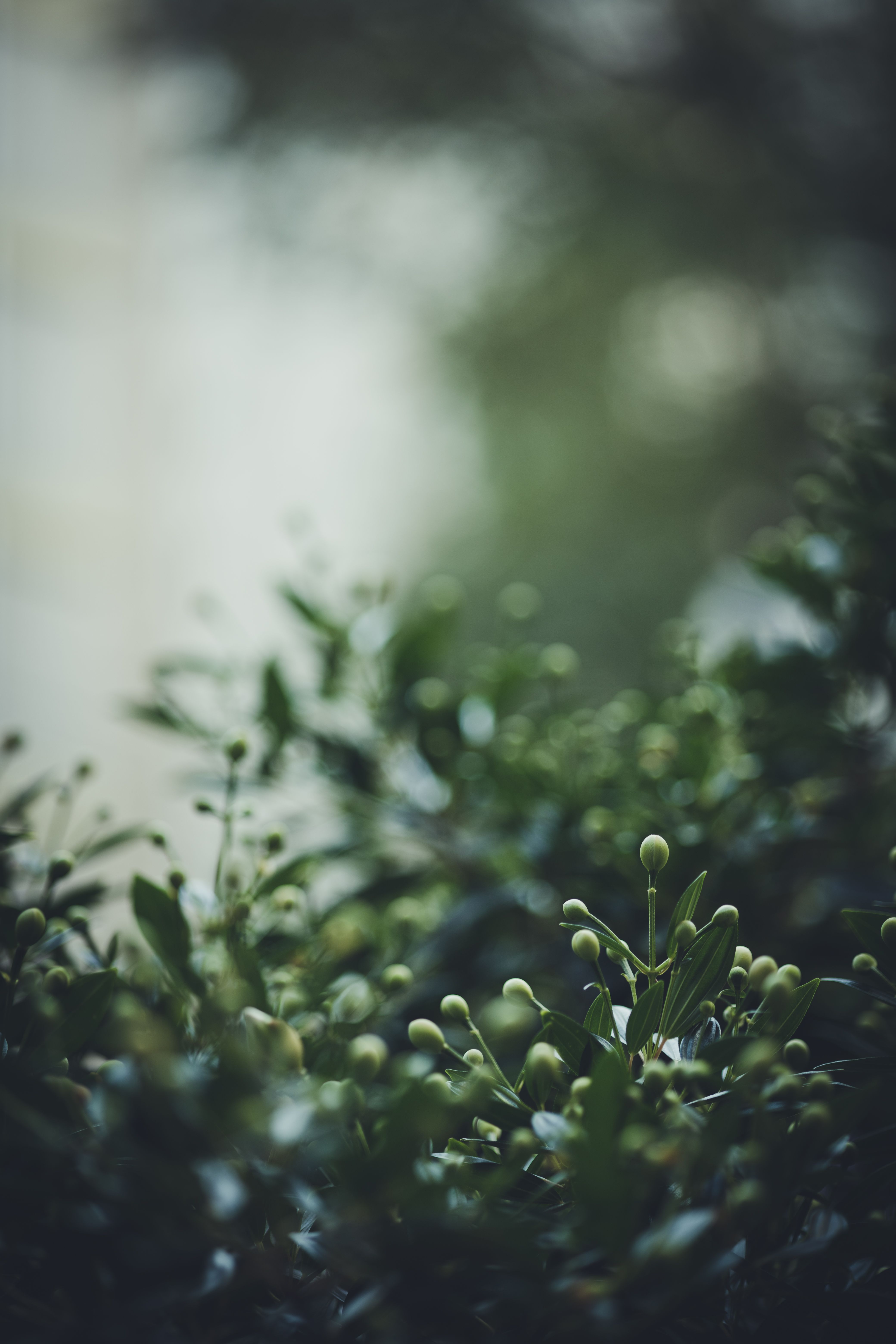 Close-up of Green Bush in Nature · Free Stock Photo