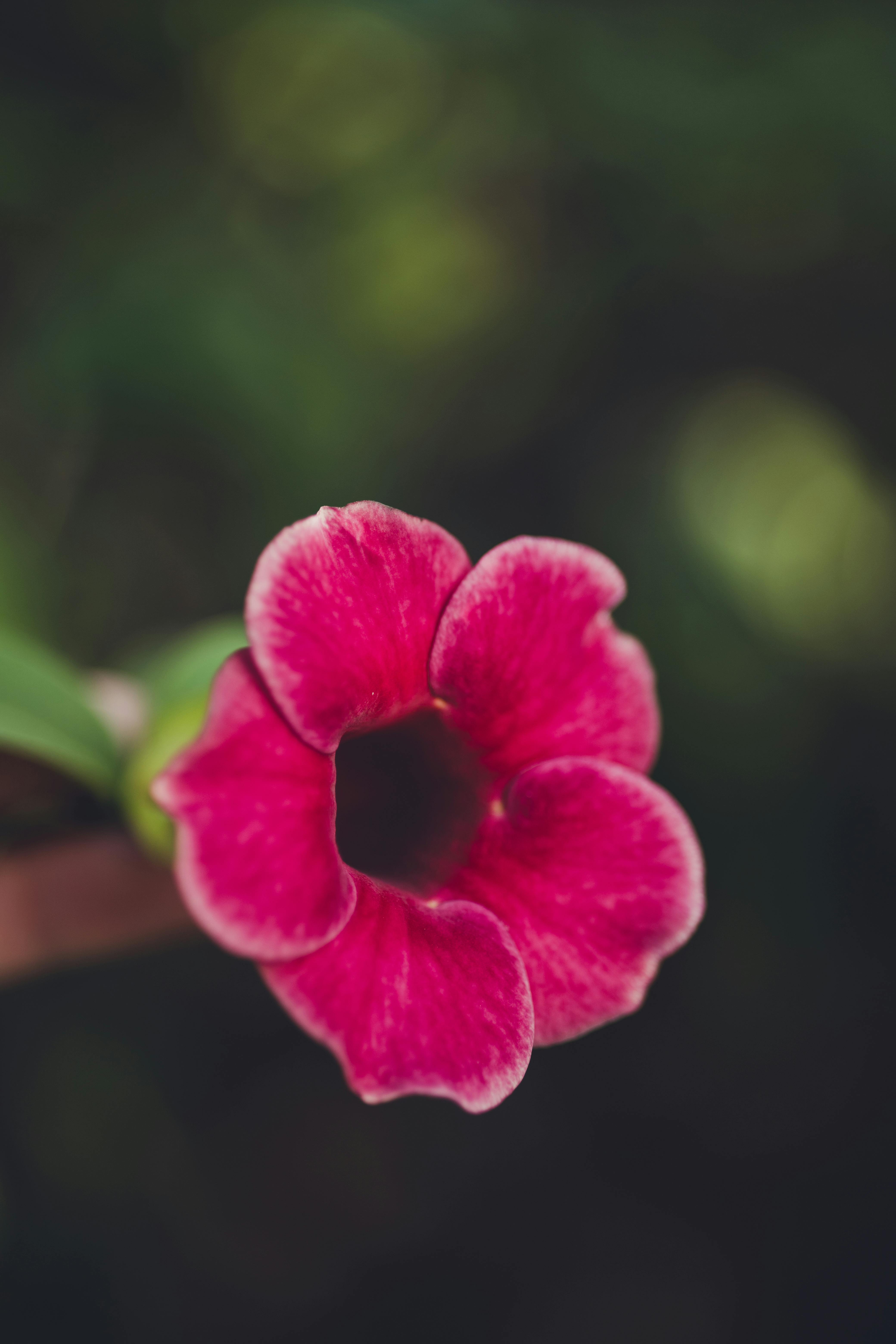 Pink Petalled Round Holed Flower · Free Stock Photo