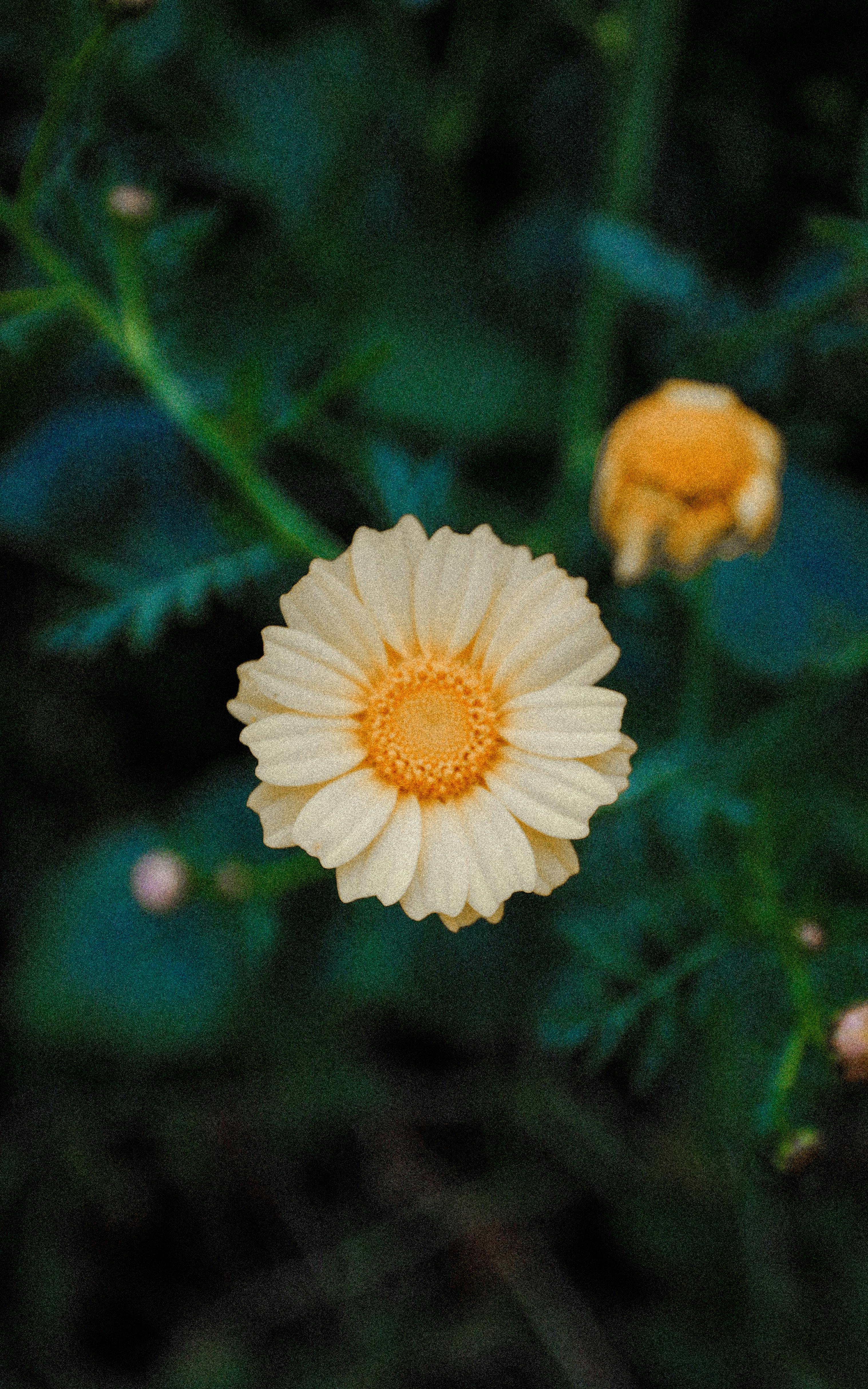 Anubace - Fotografía