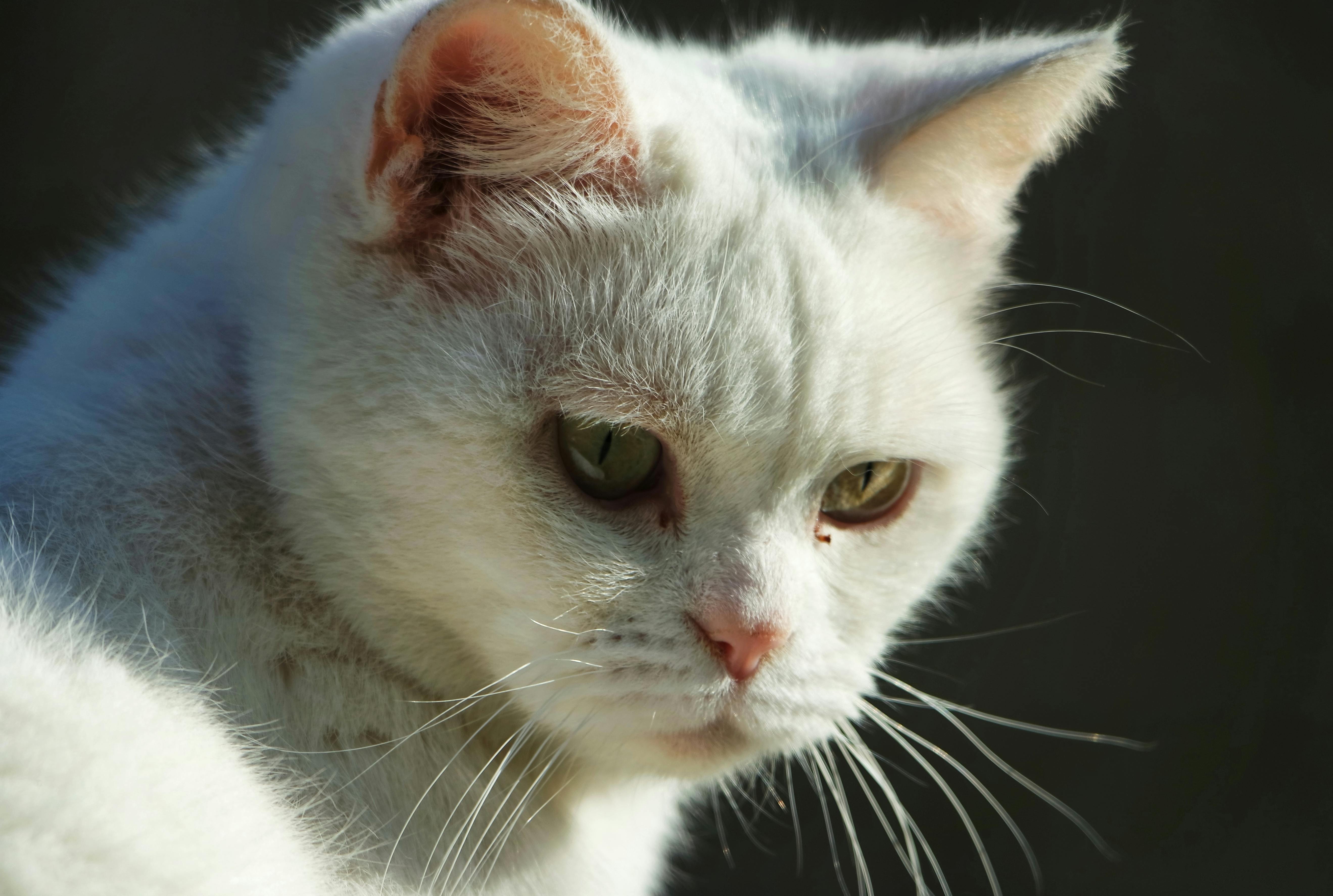 Close-up of a White Cat · Free Stock Photo