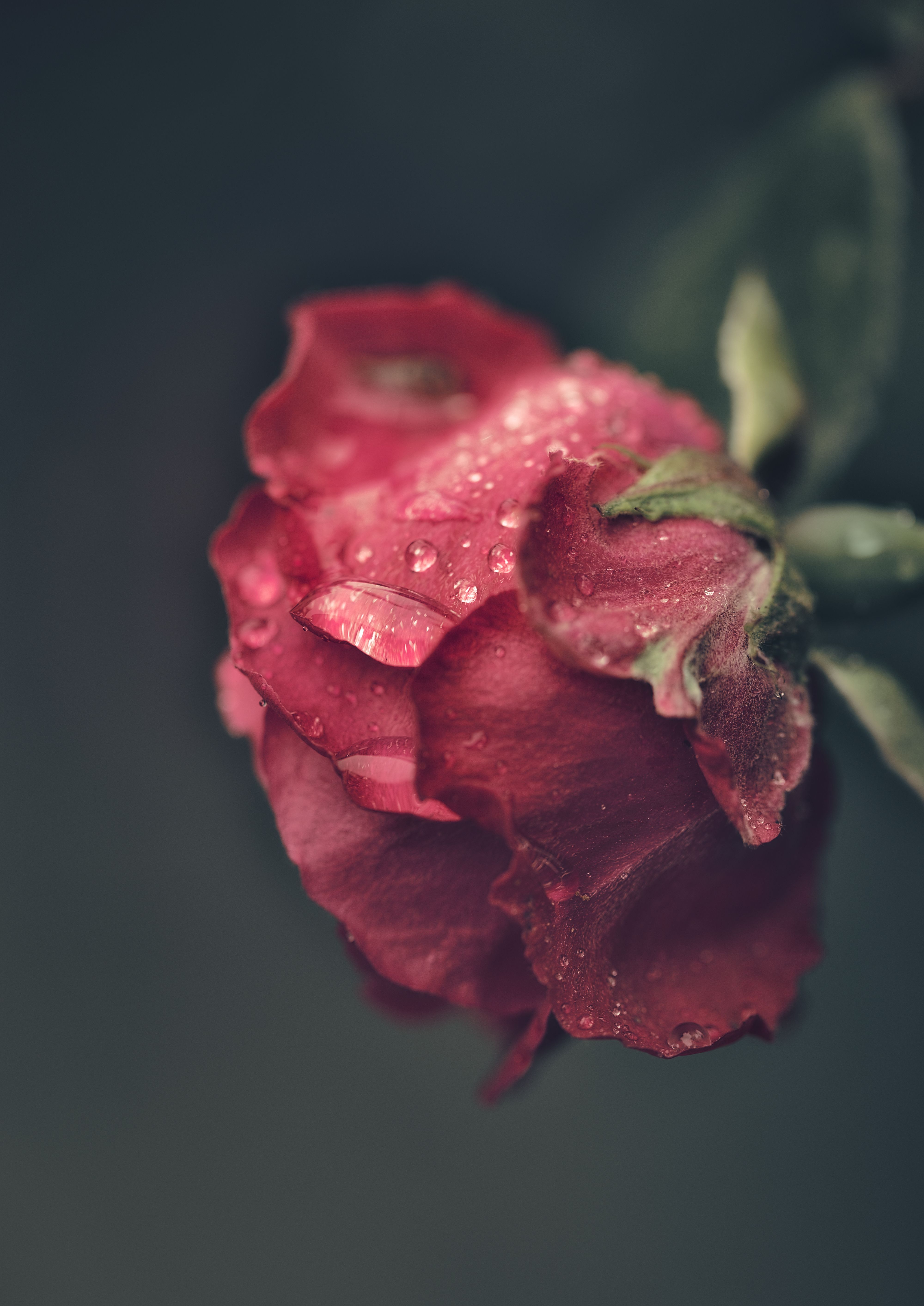 Close-up of a Red Rose with Water Droplets · Free Stock Photo