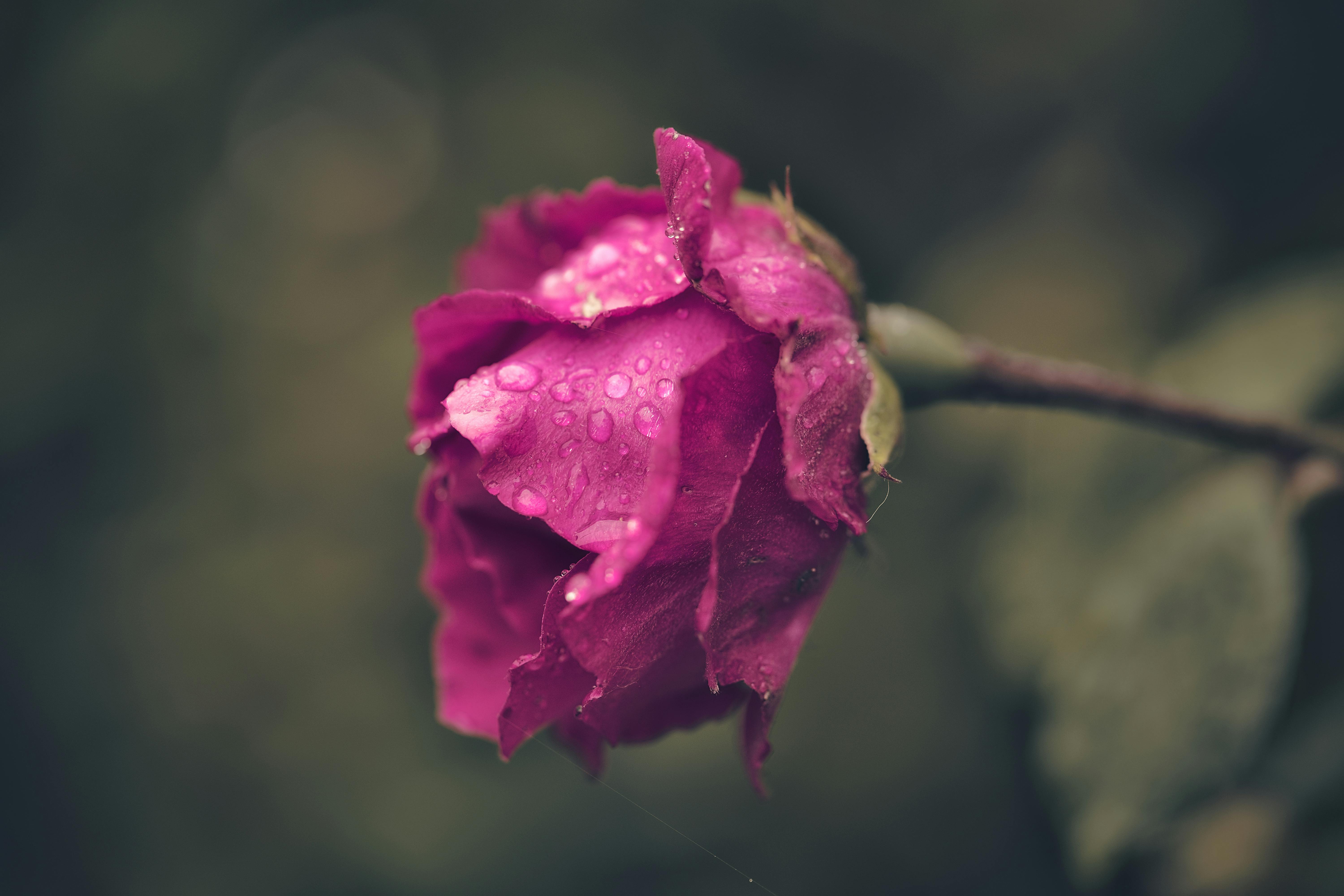 Close-up of a Purple Rose Wet from Rain · Free Stock Photo