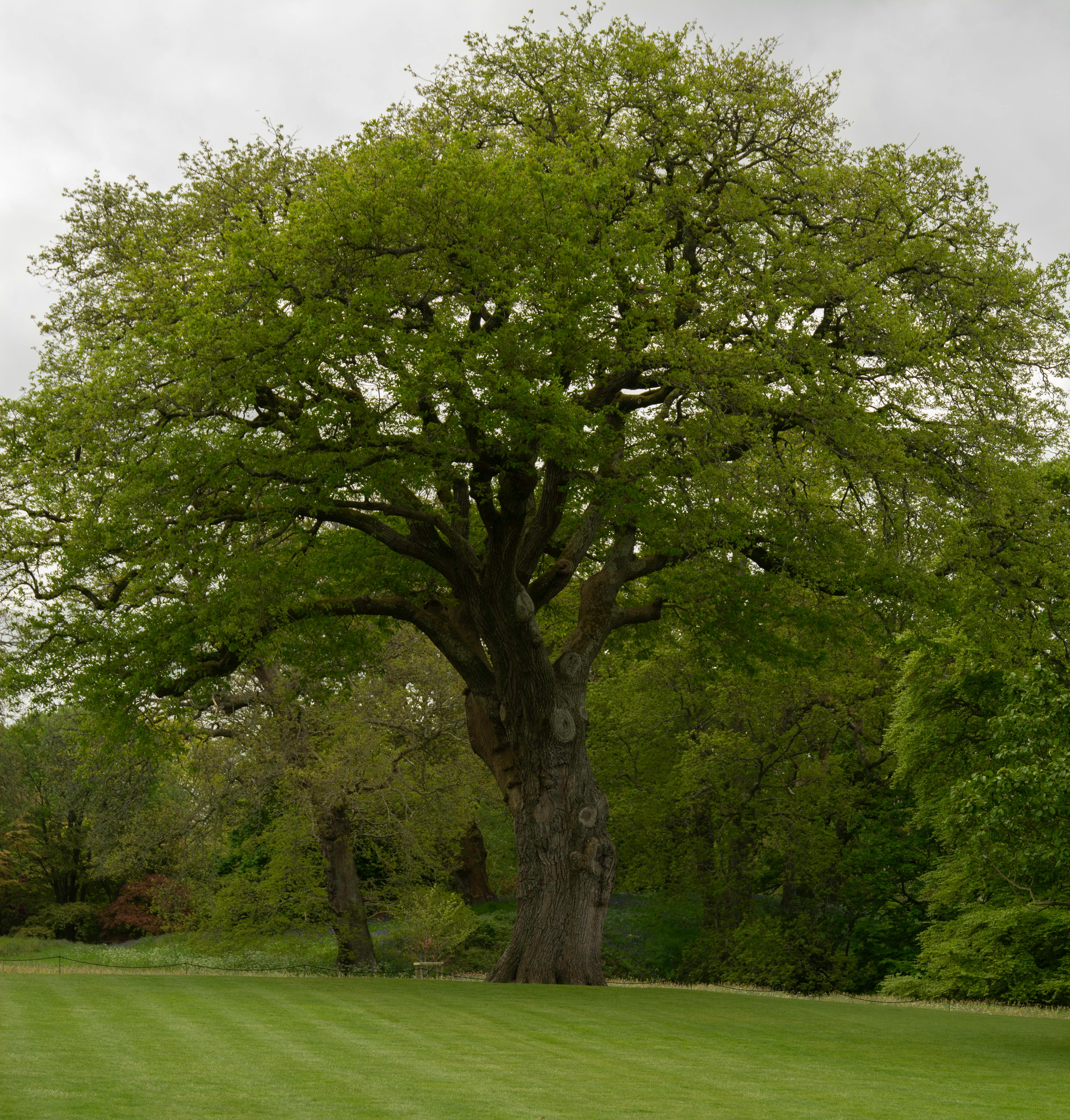 Trees with Bright Green Trees on a Field · Free Stock Photo