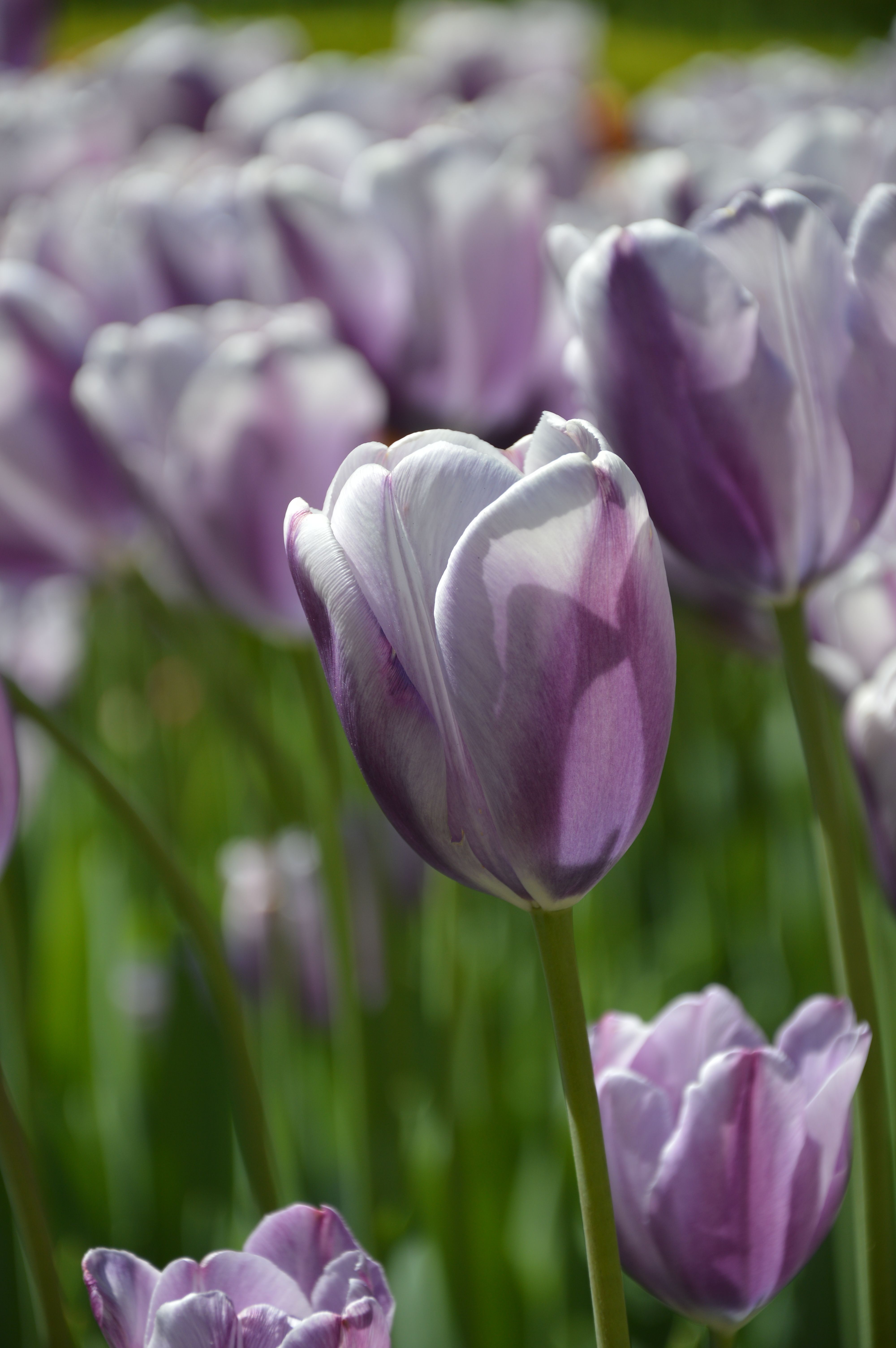 Blooming Tulips in Summer Field · Free Stock Photo