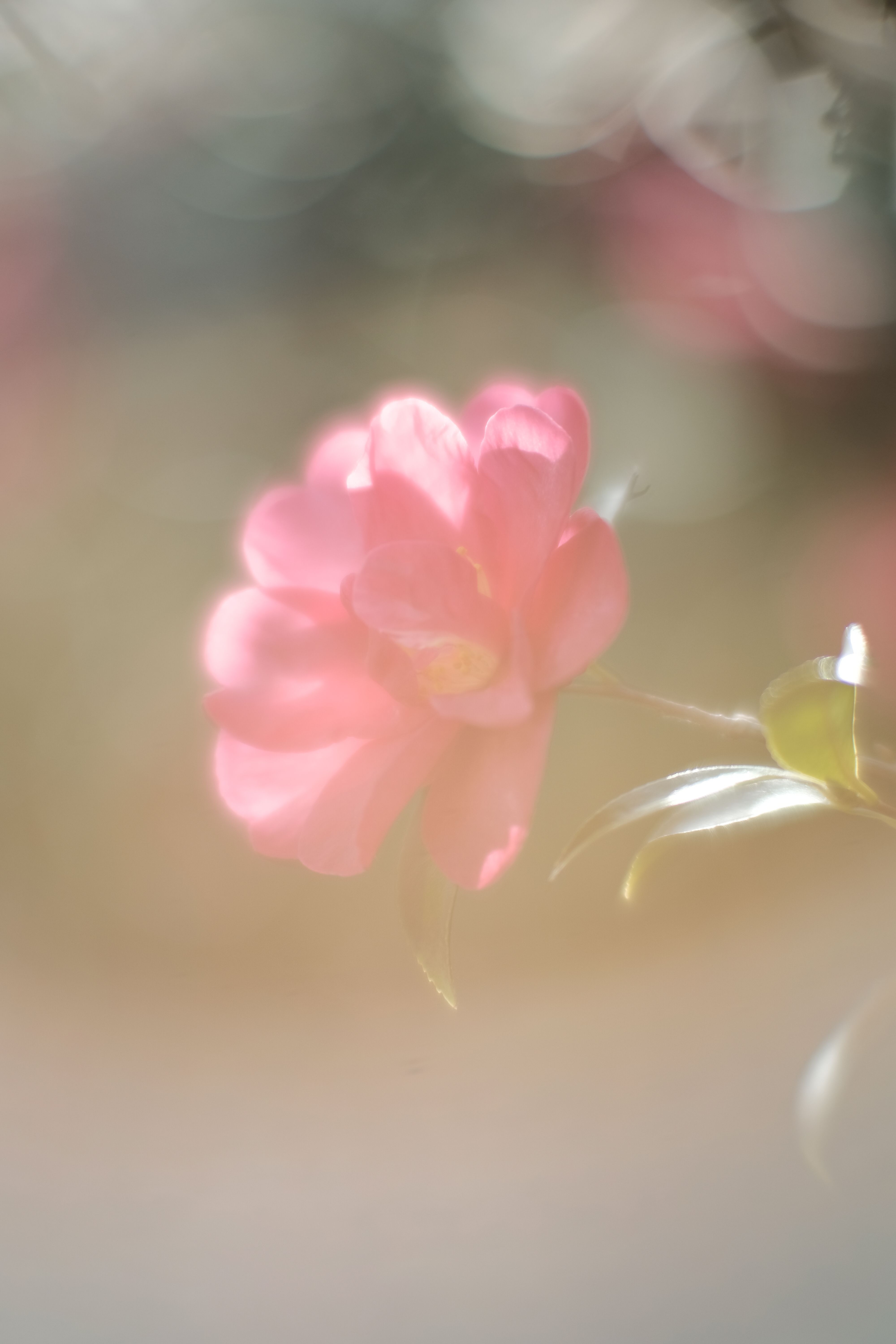 A Flower Behind a Translucent Glass · Free Stock Photo