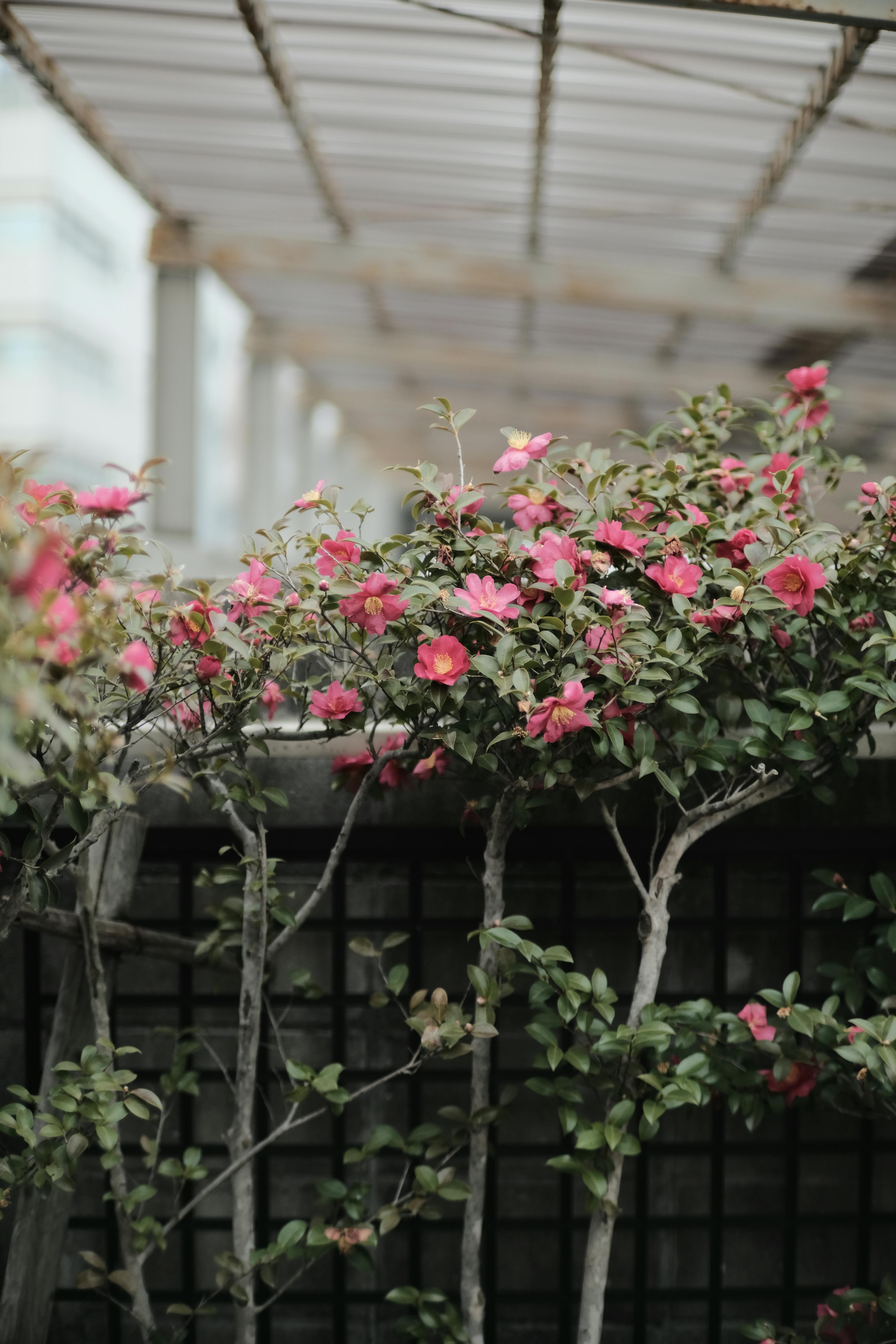 A Bunch of Camellia Trees · Free Stock Photo