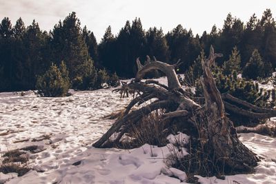 Root System of Birch Trees: Traits, Care, and Growth Tips