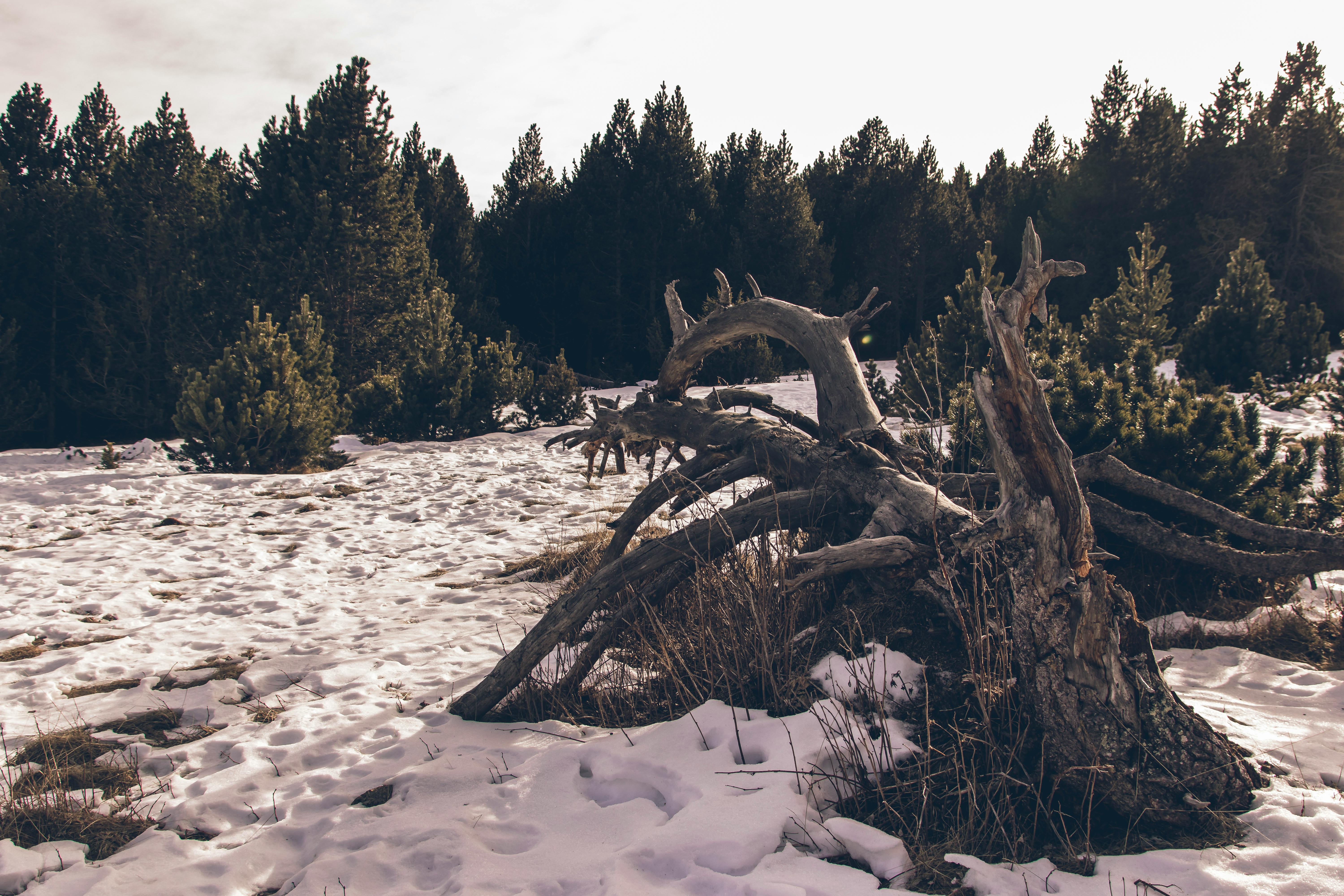 Imaginative Tree Roots in Winter Forest · Free Stock Photo