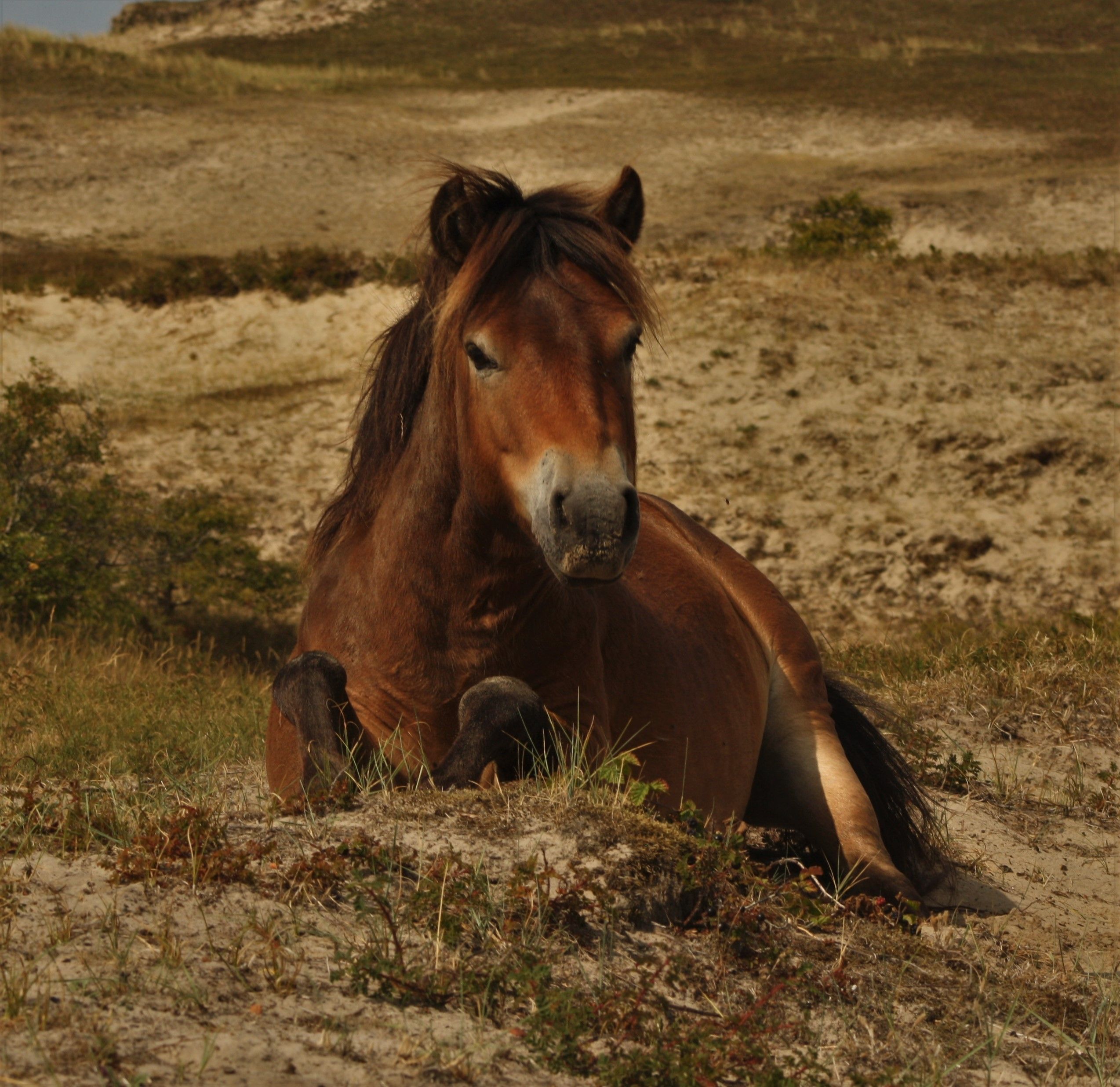 200 000+ Cheval Couché banque d’images et photos libres de droit ...