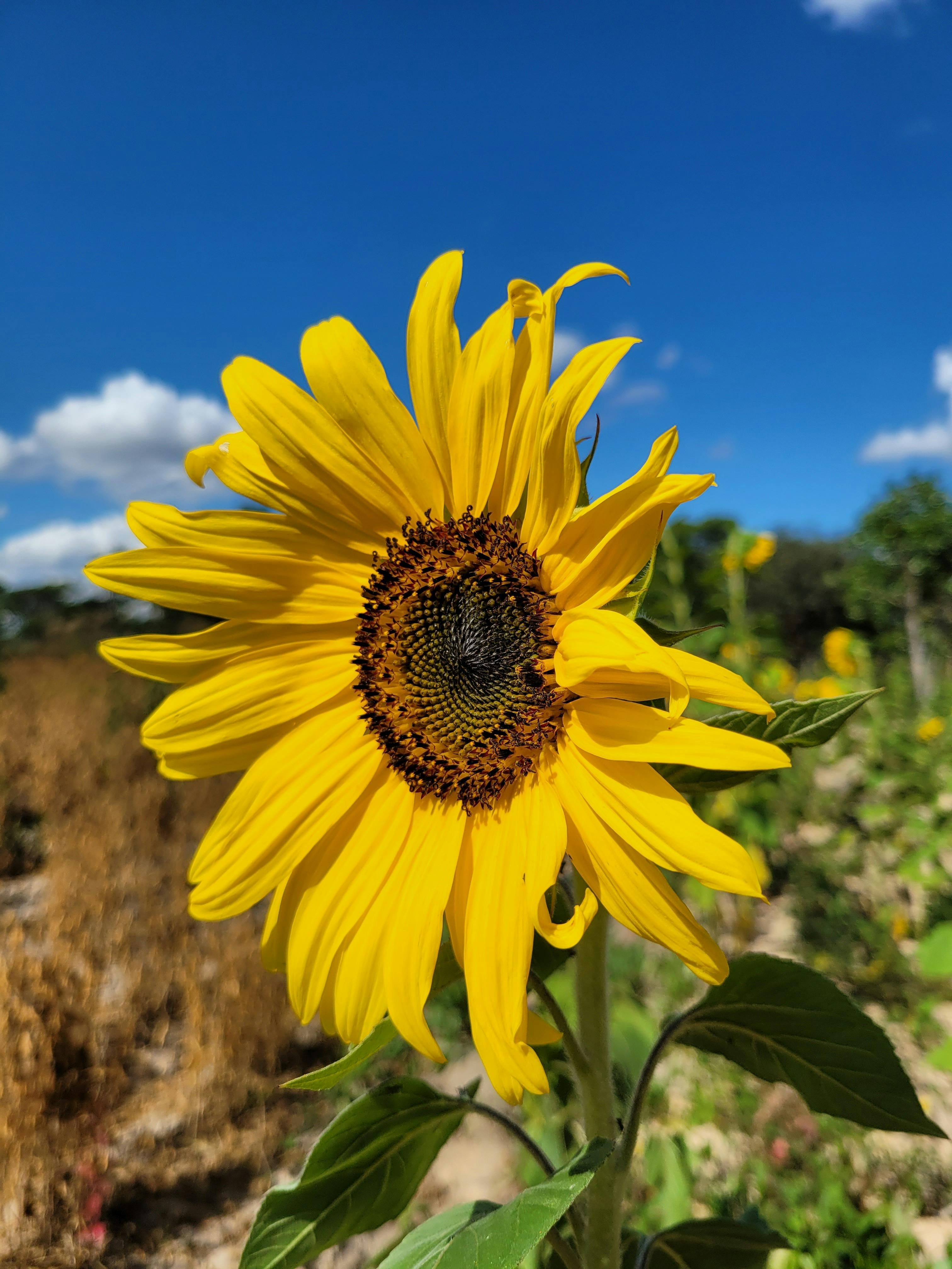Big Blossoming Sunflower · Free Stock Photo