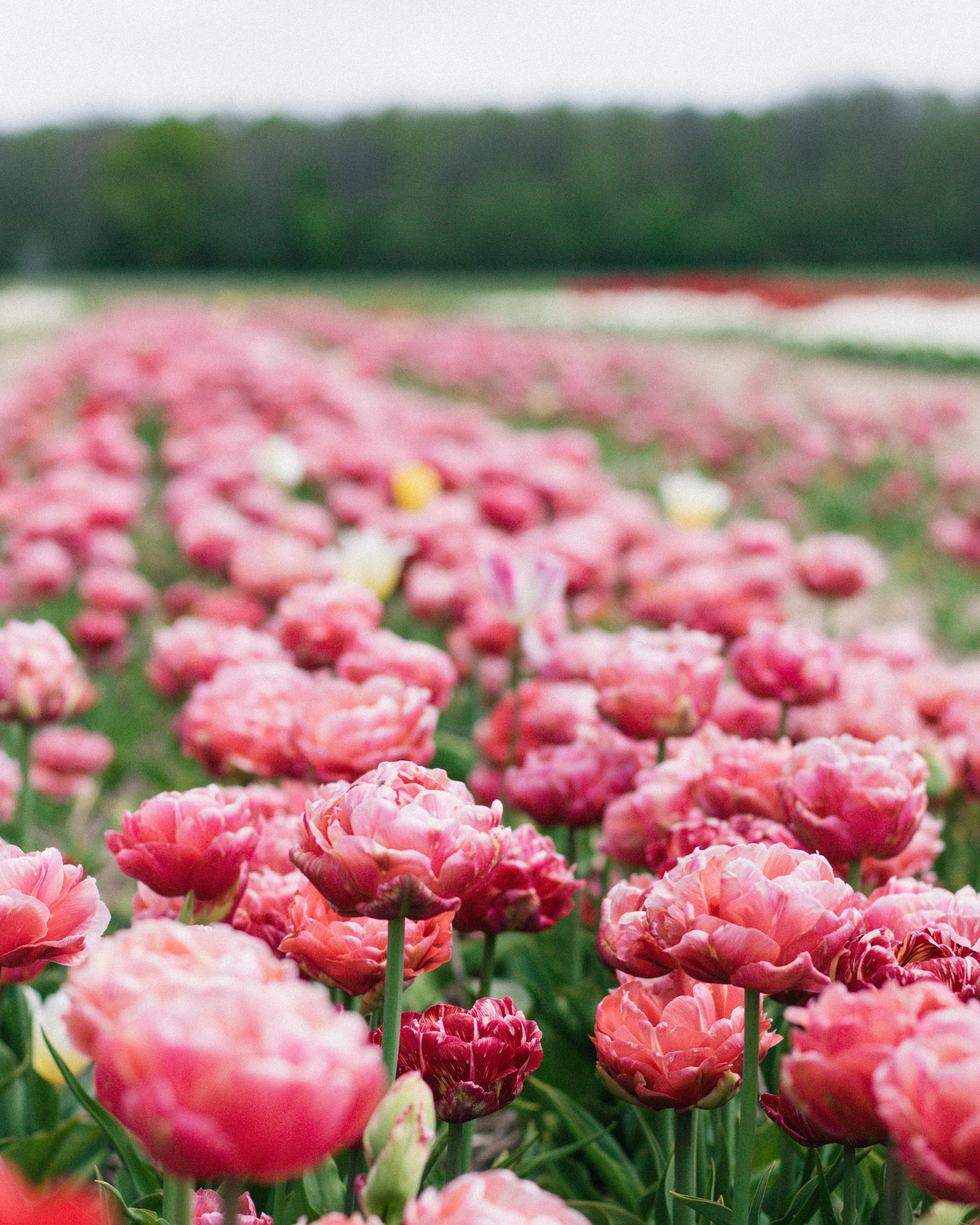 Red Flower Fields · Free Stock Photo