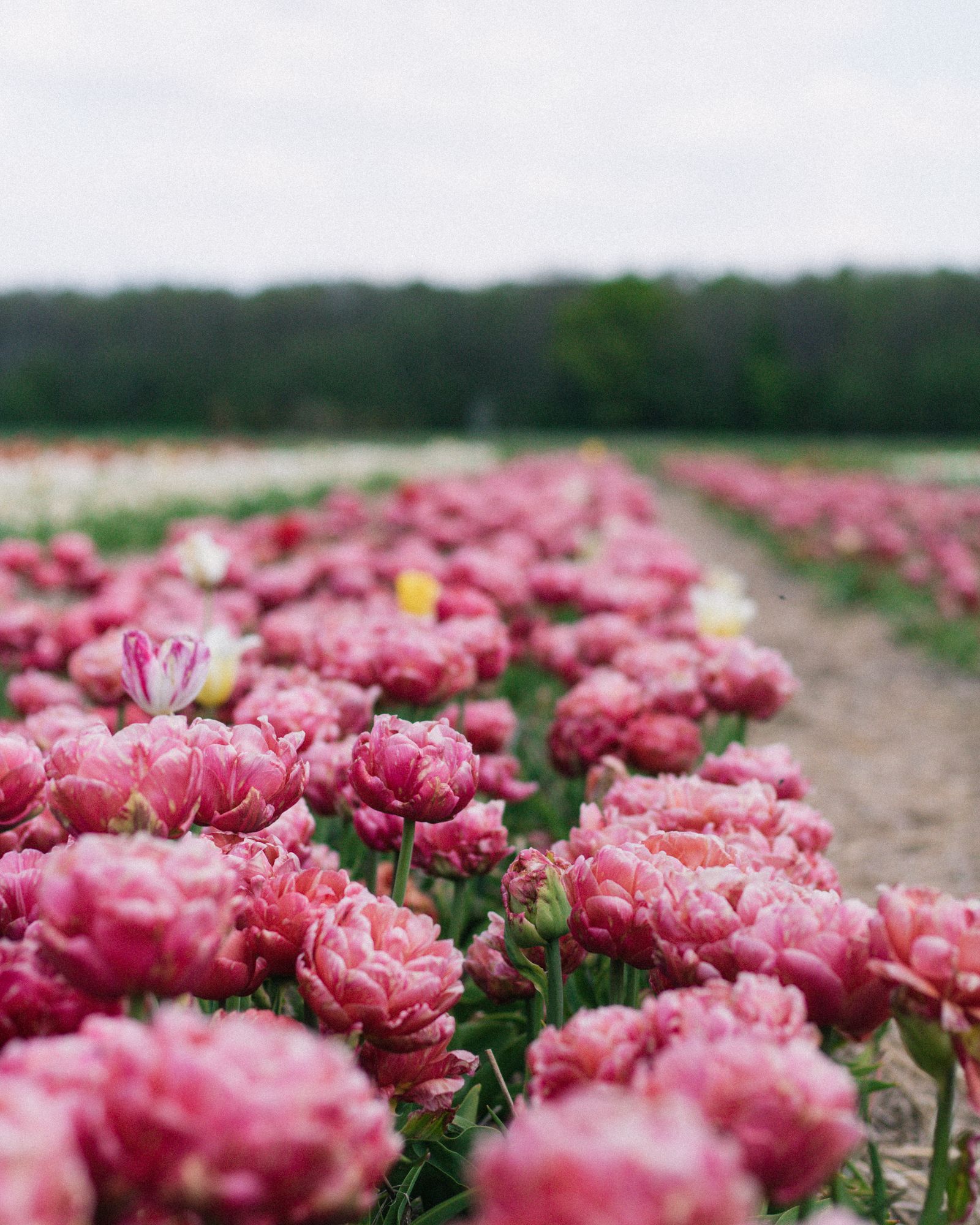 Sunset Pink Flowers Photos, Download The BEST Free Sunset Pink Flowers ...