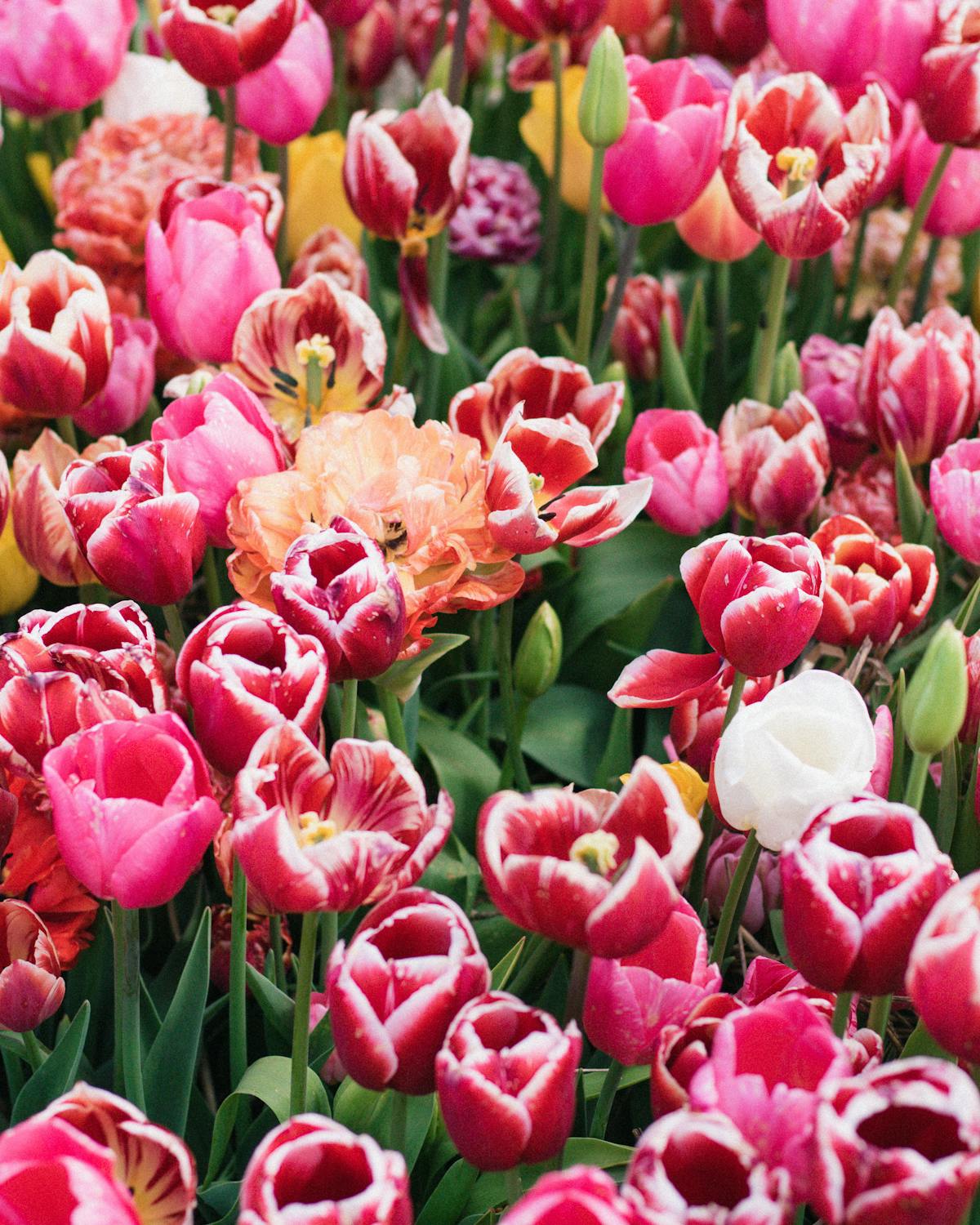 Tulips Farm Photos, Download The BEST Free Tulips Farm Stock Photos ...