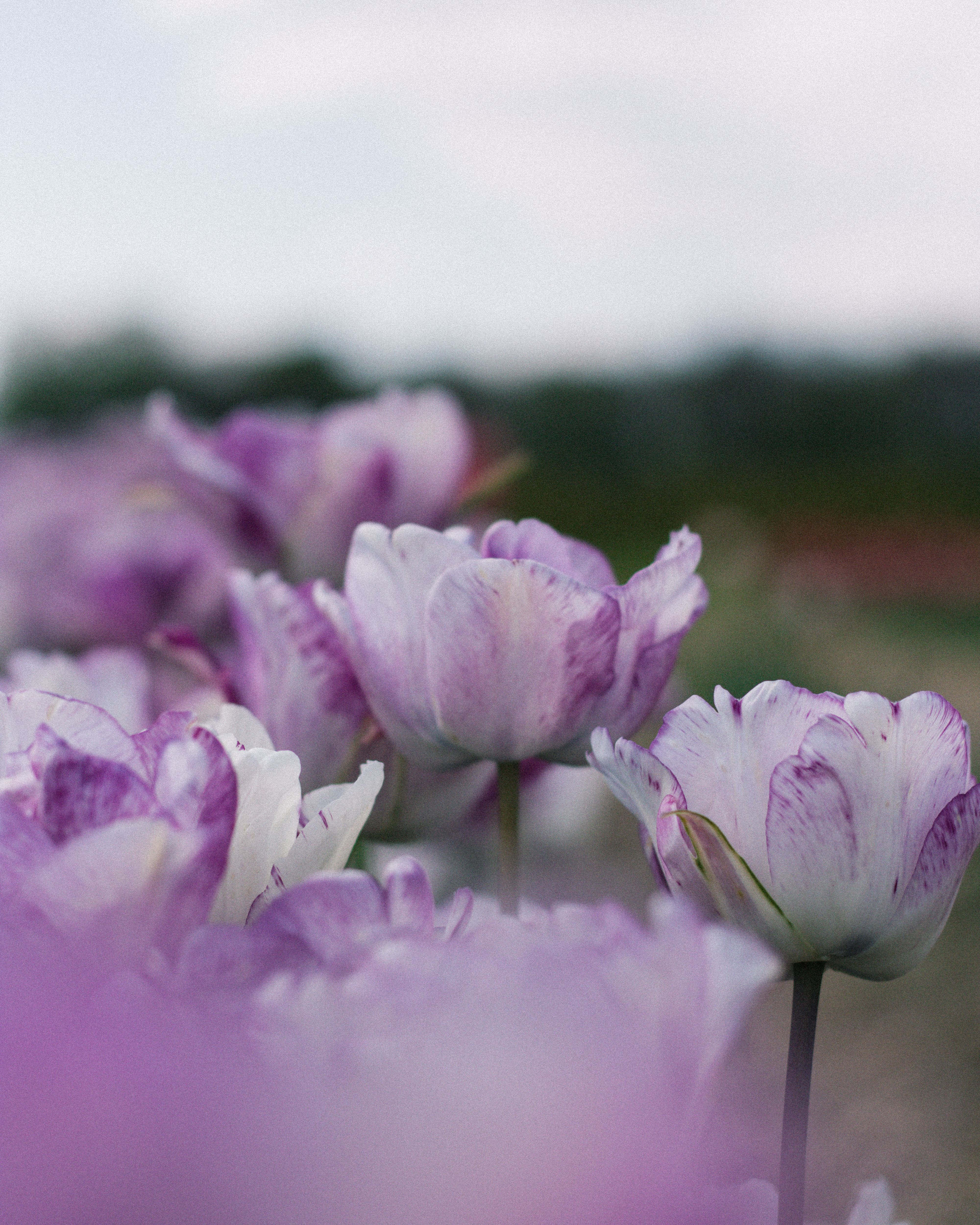 Pale Flowers Photos, Download The BEST Free Pale Flowers Stock Photos ...