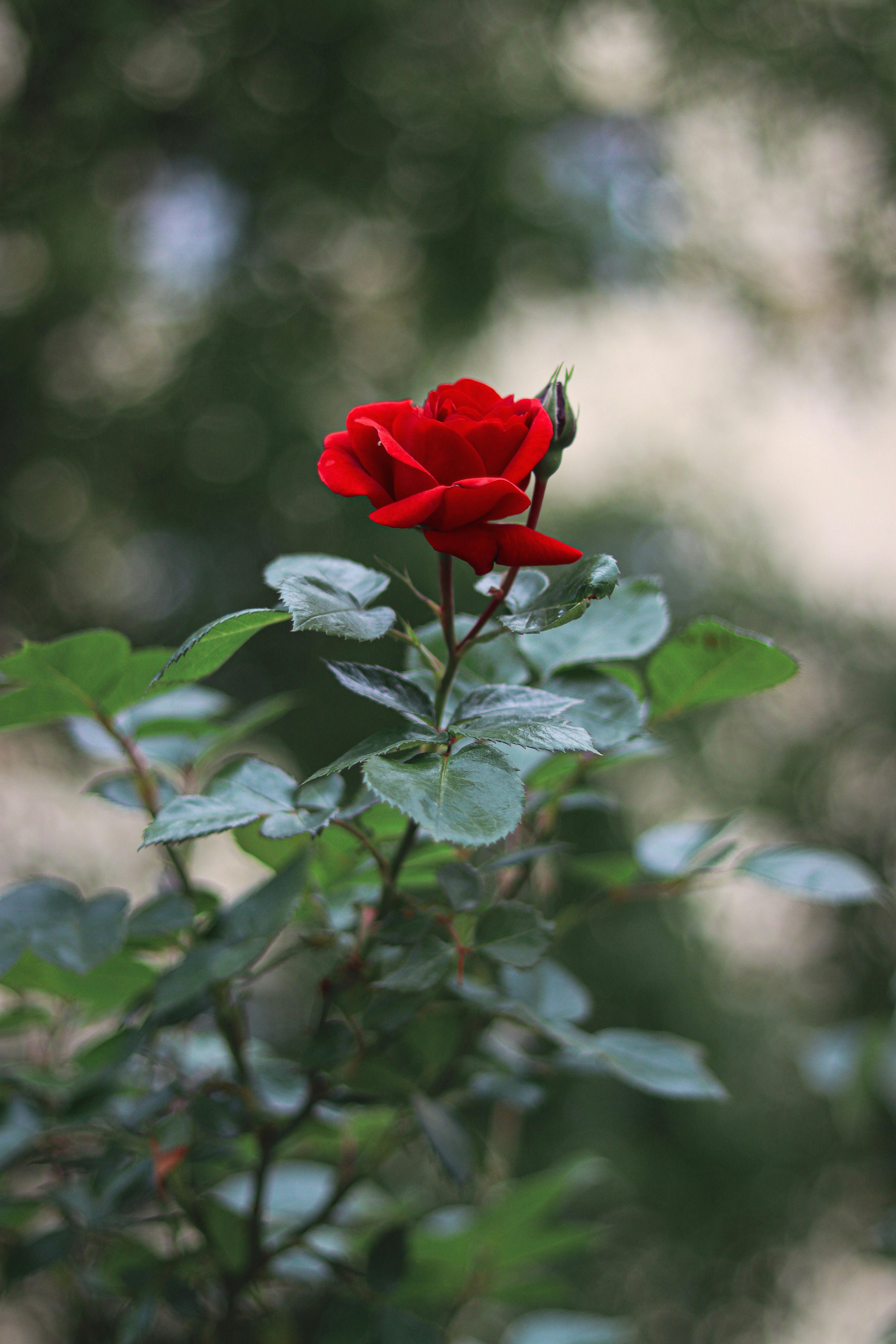 Red Rose Plantation Photos, Download The BEST Free Red Rose Plantation ...