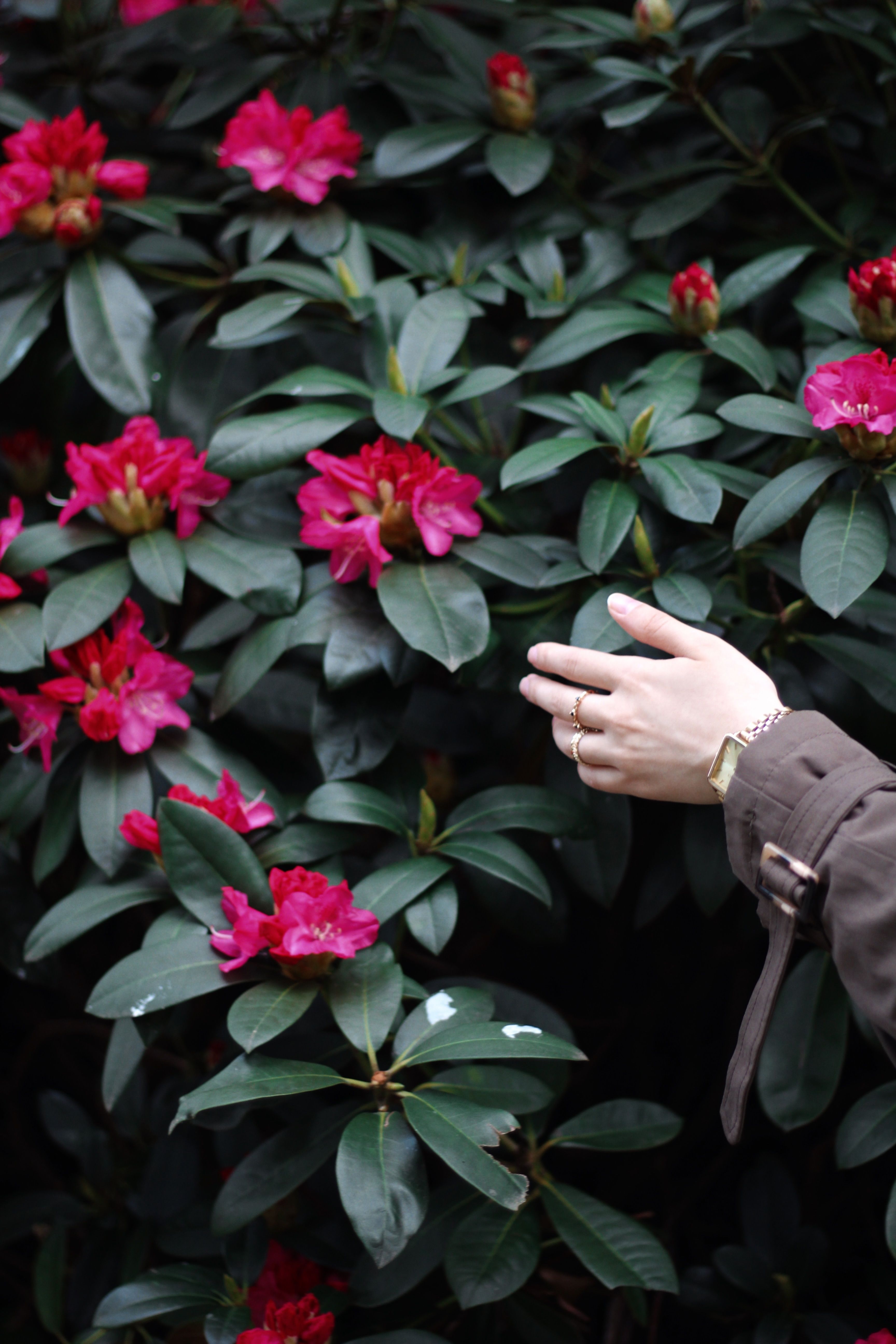 Hand over Bush with Flowers · Free Stock Photo
