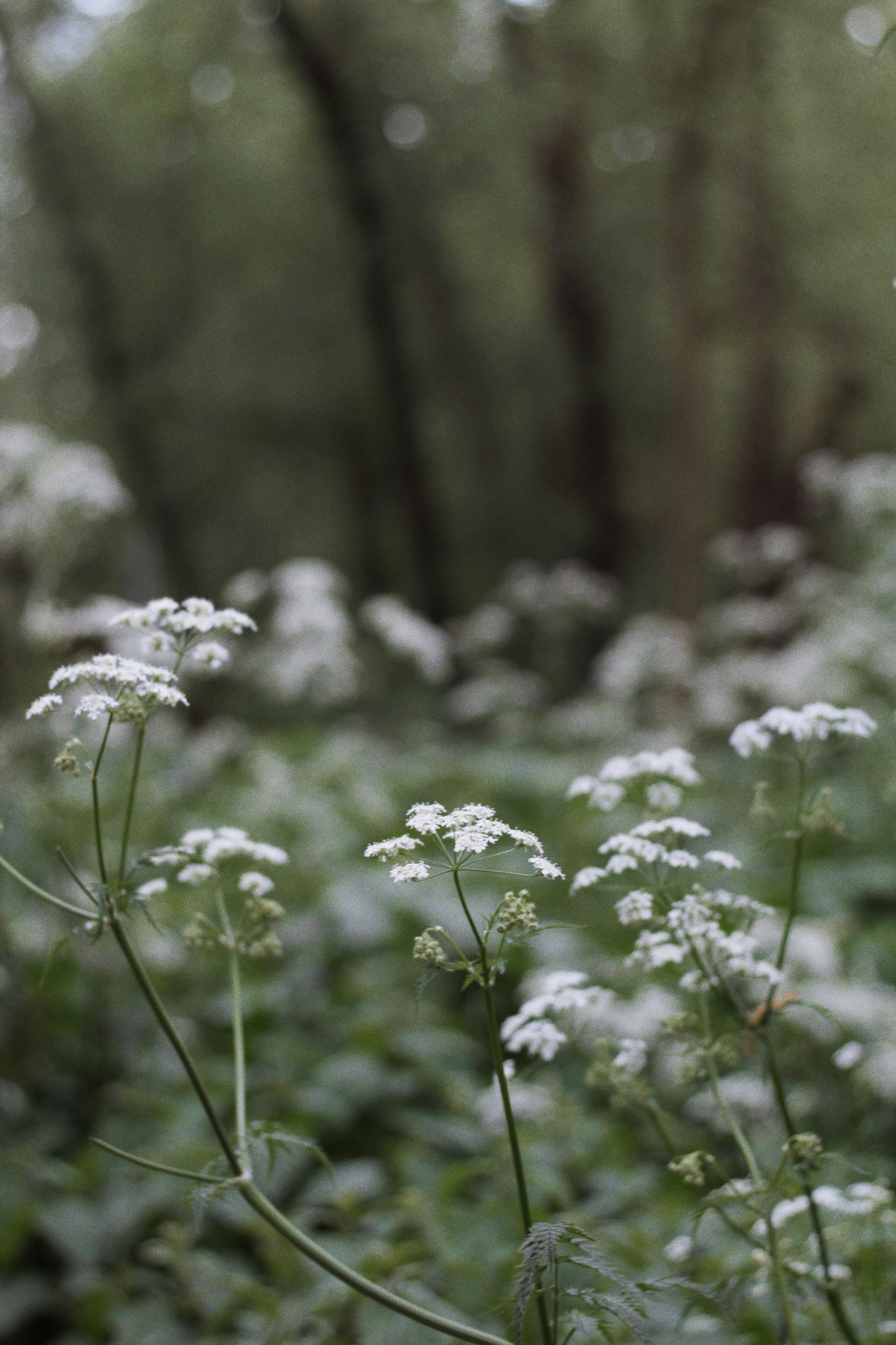 Blooming Forest Shrub · Free Stock Photo