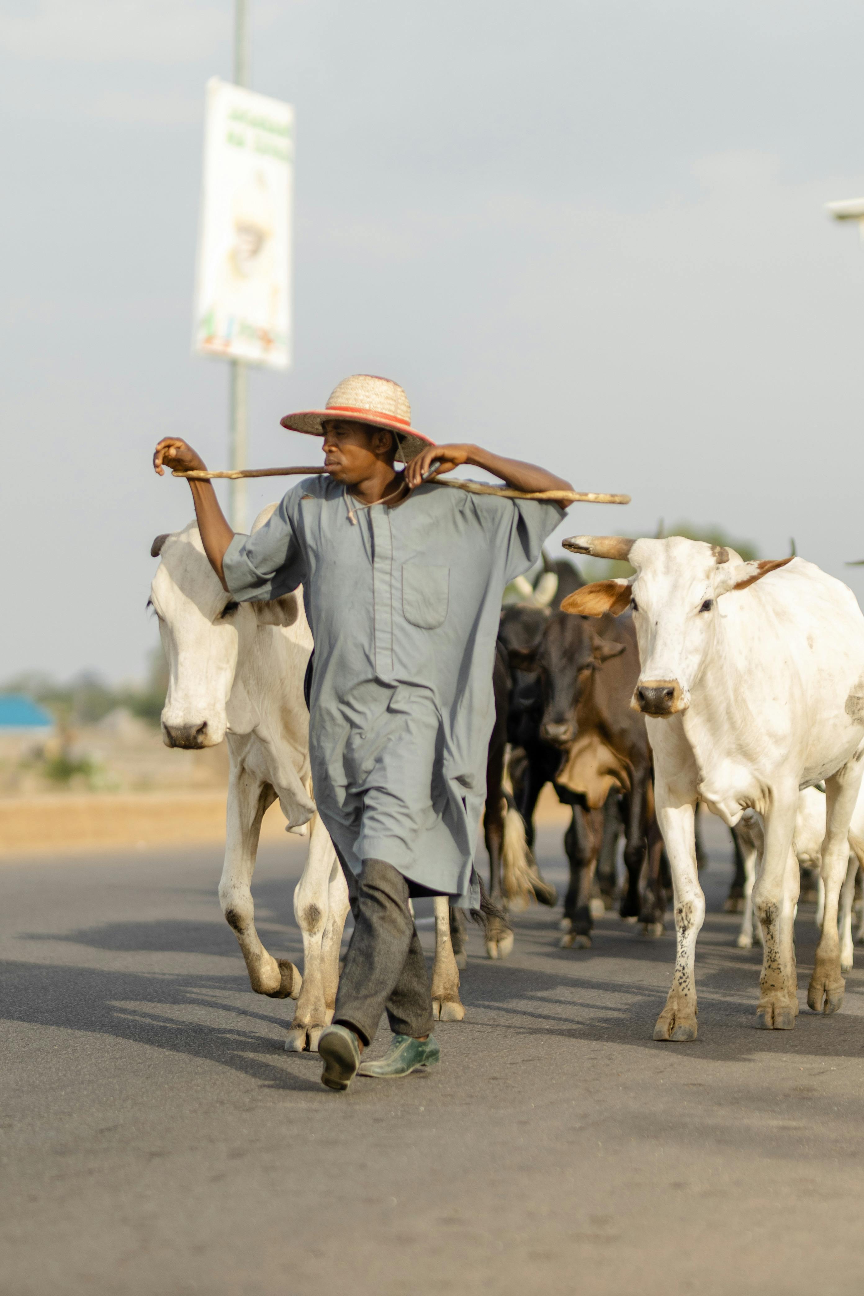 Herder Walking with a Stick and Cows behind Him · Free Stock Photo