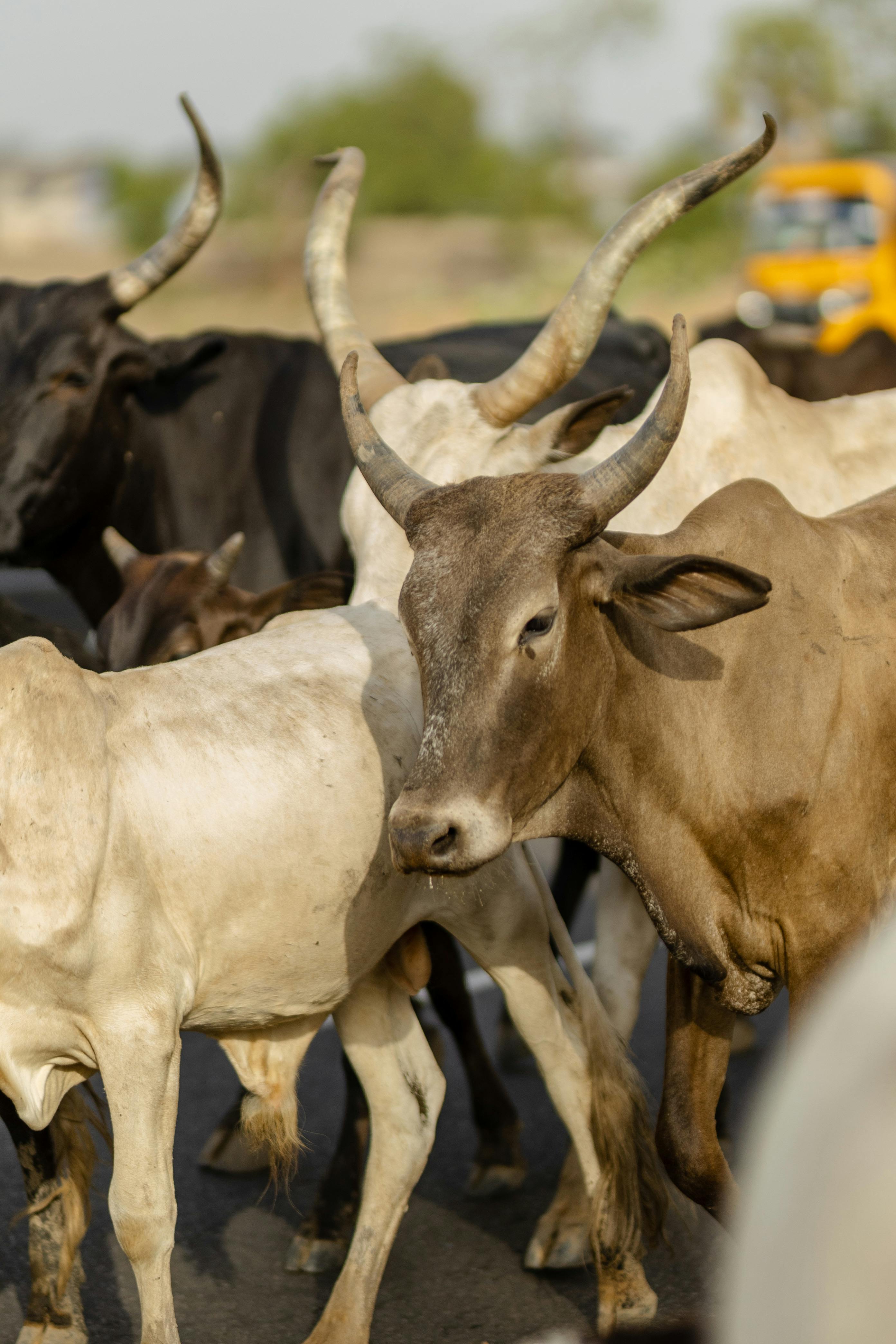 Herd of Guzerat Cows on a Rural Road · Free Stock Photo