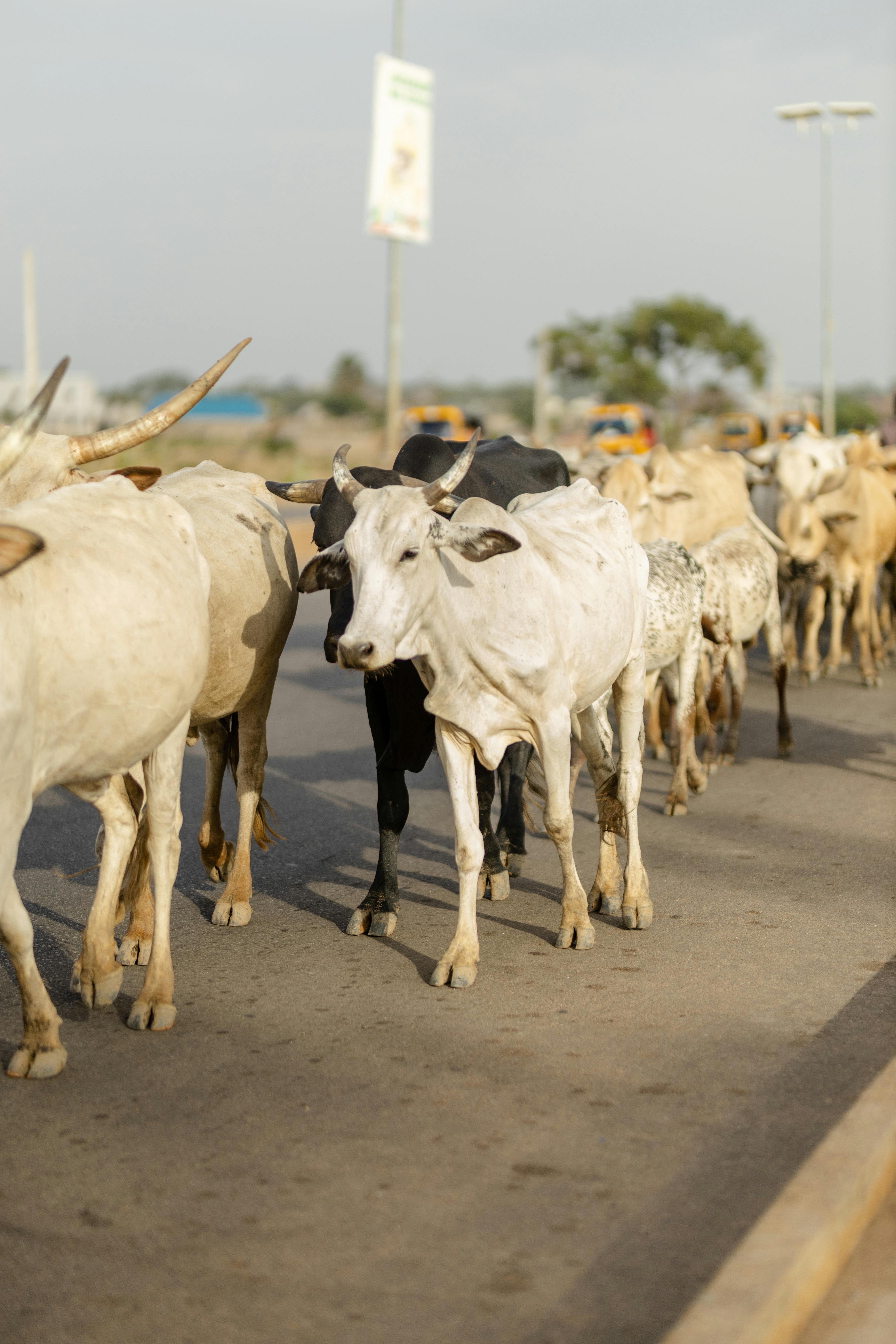 Street Cows Photos, Download The BEST Free Street Cows Stock Photos ...