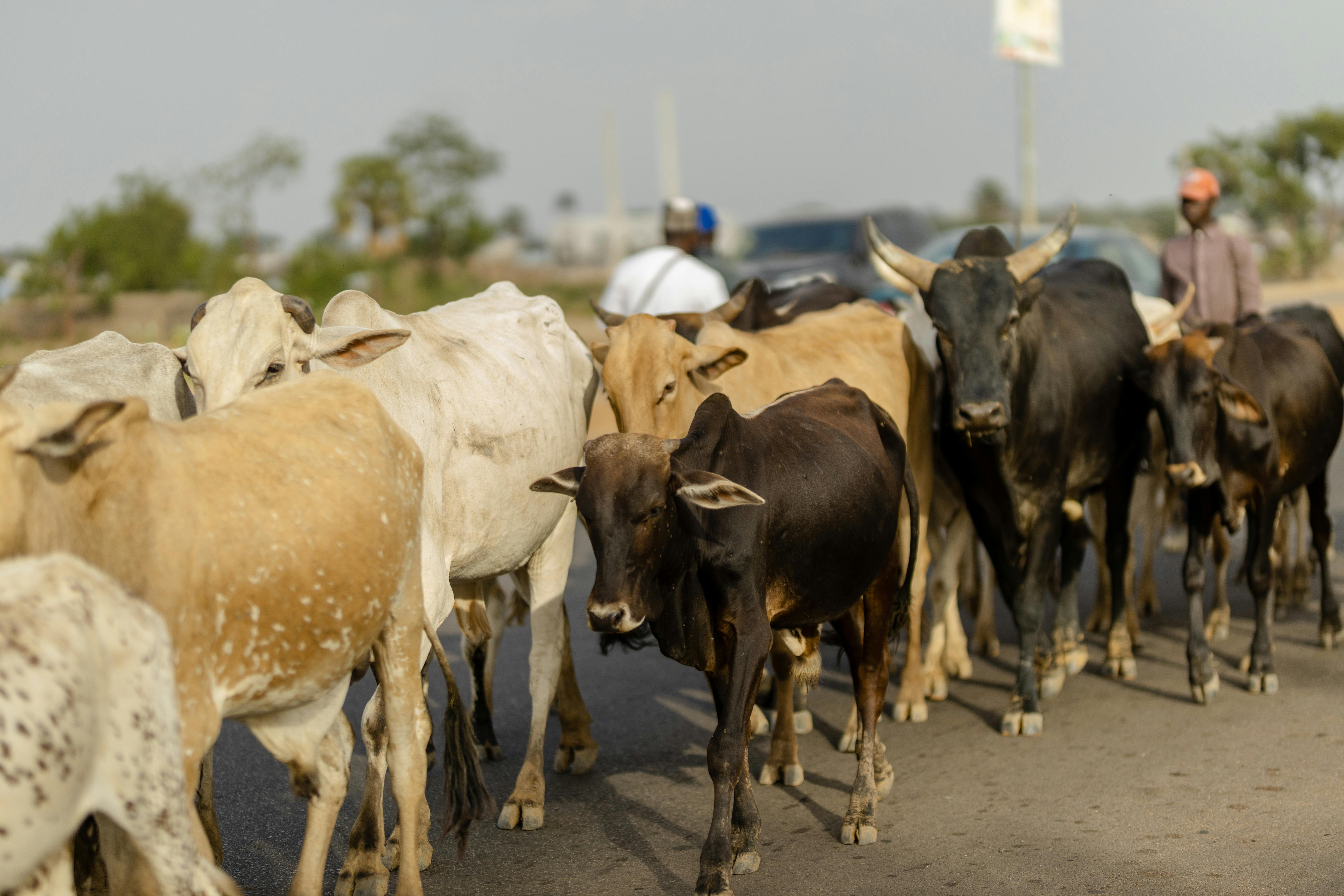 Photo gratuite de afrique, agriculture, animaux de compagnie, bergers ...