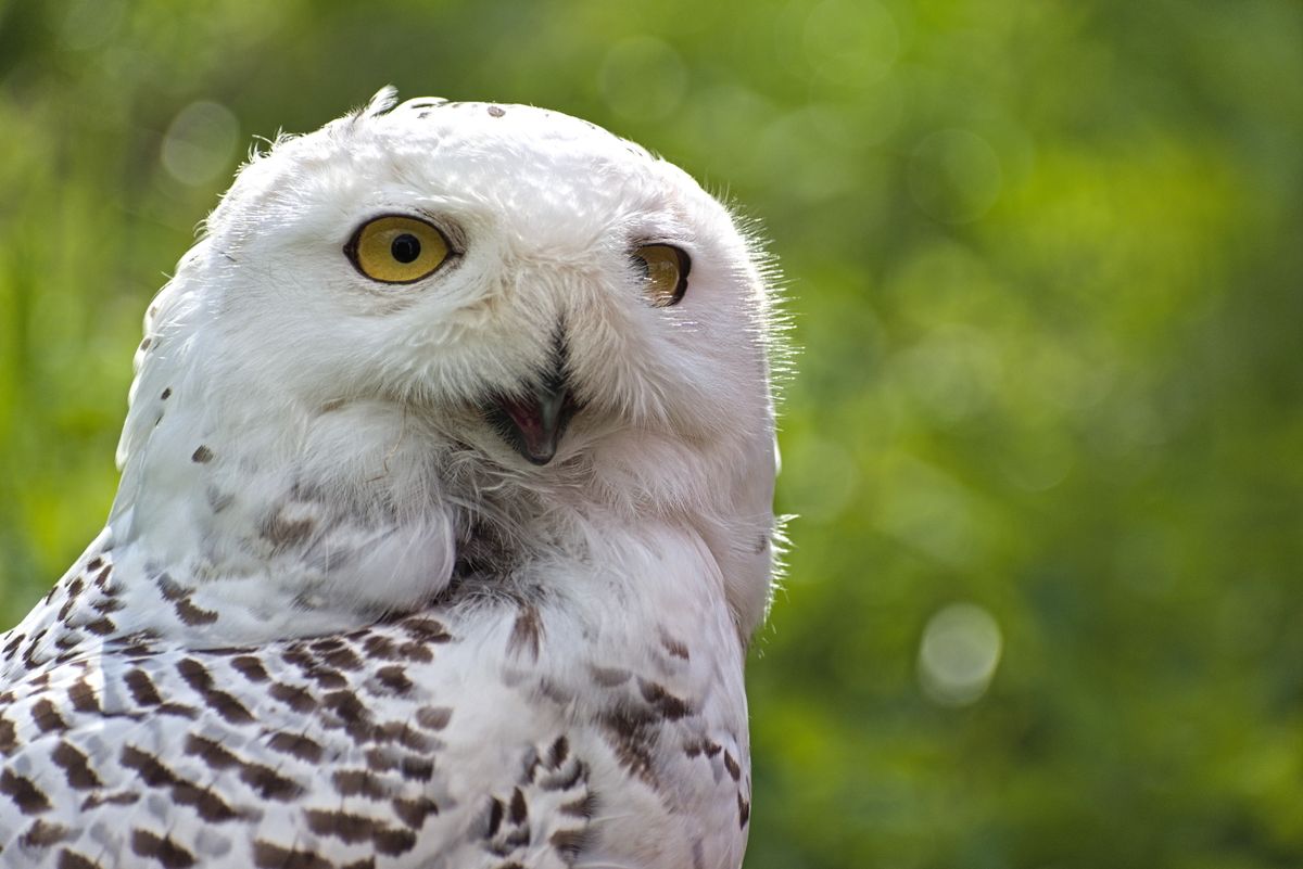 White Owl Photos, Download The BEST Free White Owl Stock Photos & HD Images