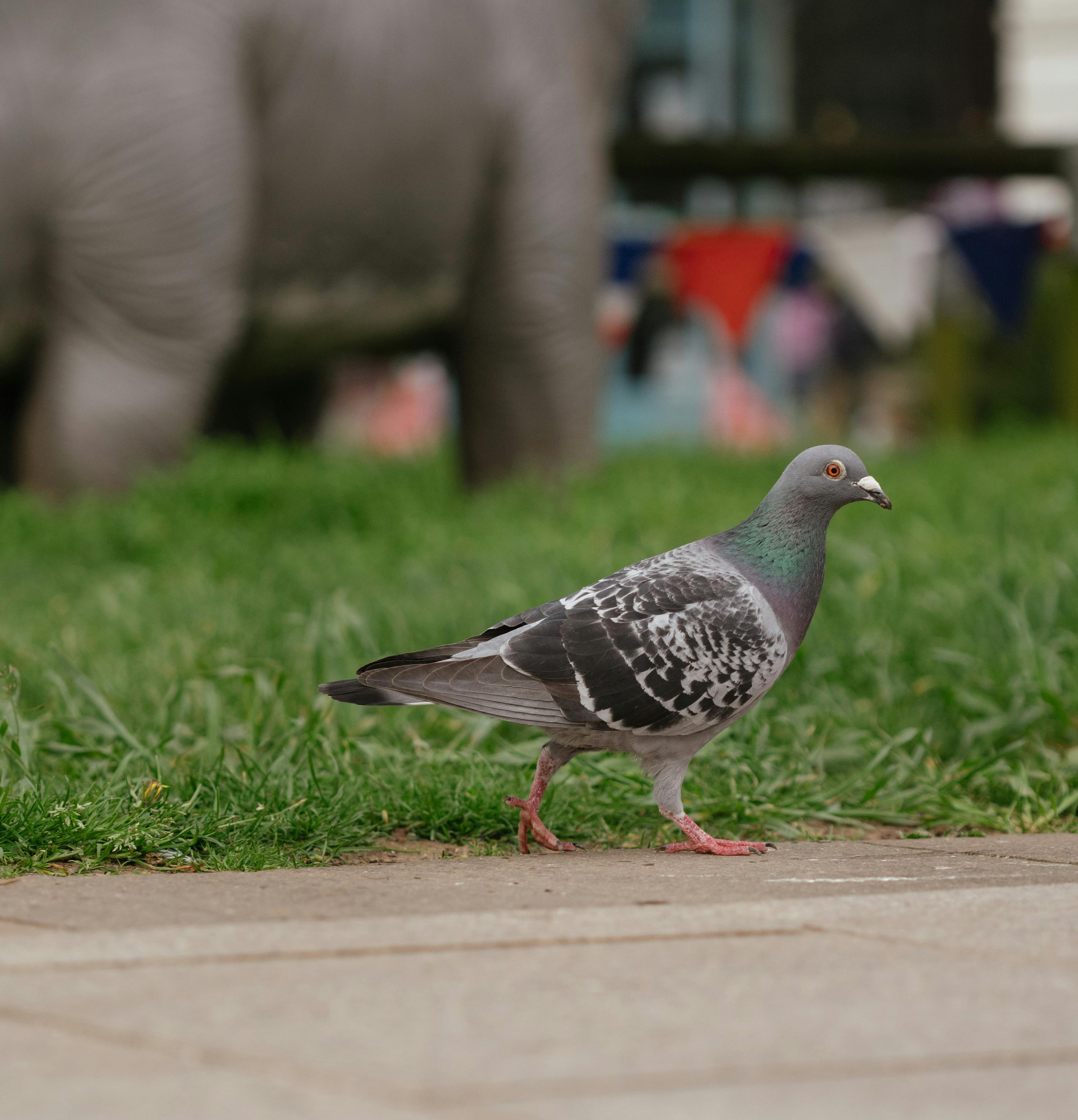 Urban Bird Photos, Download The BEST Free Urban Bird Stock Photos & HD ...