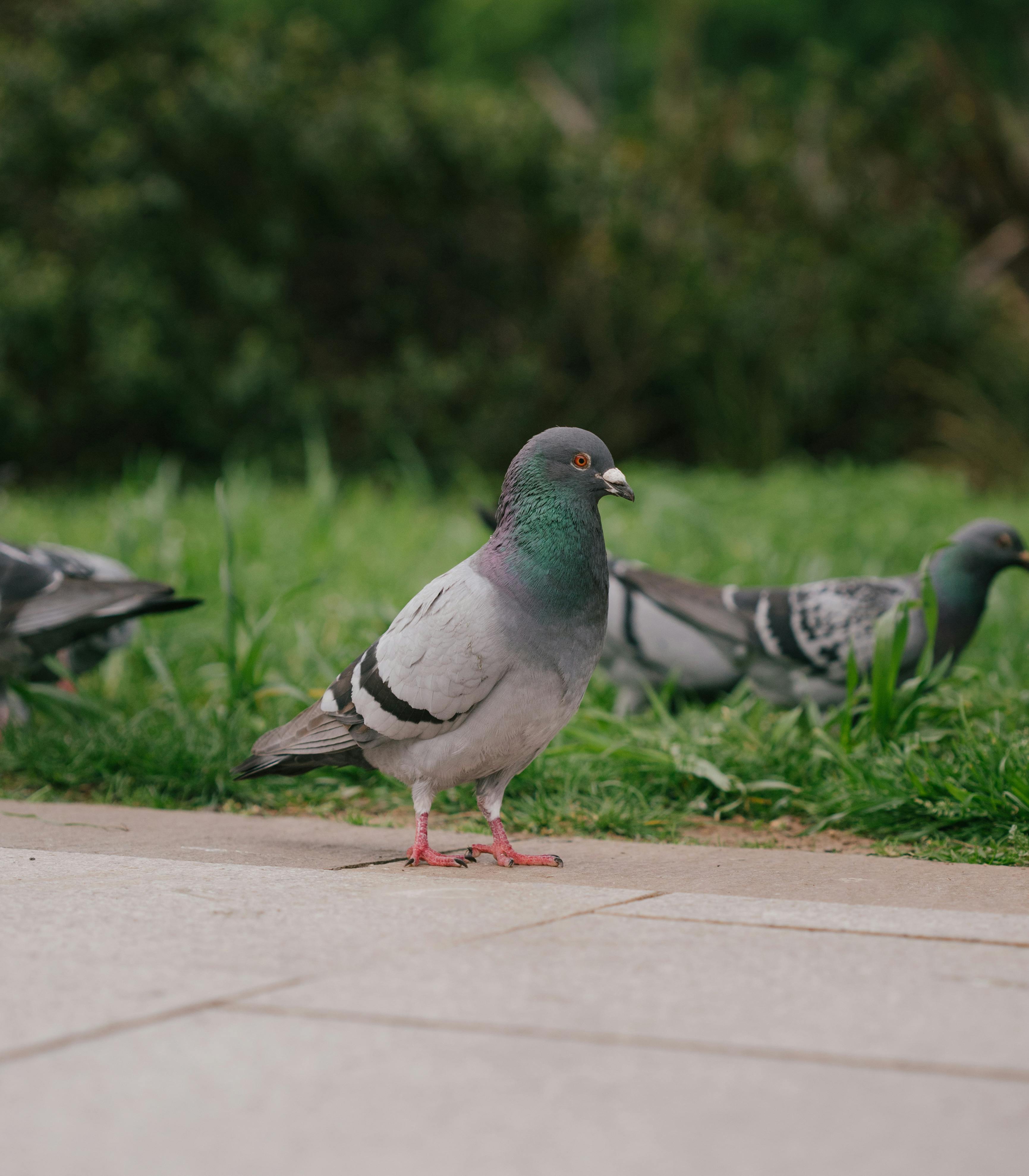 Birmingham Roller Pigeons Photos, Download The BEST Free Birmingham ...