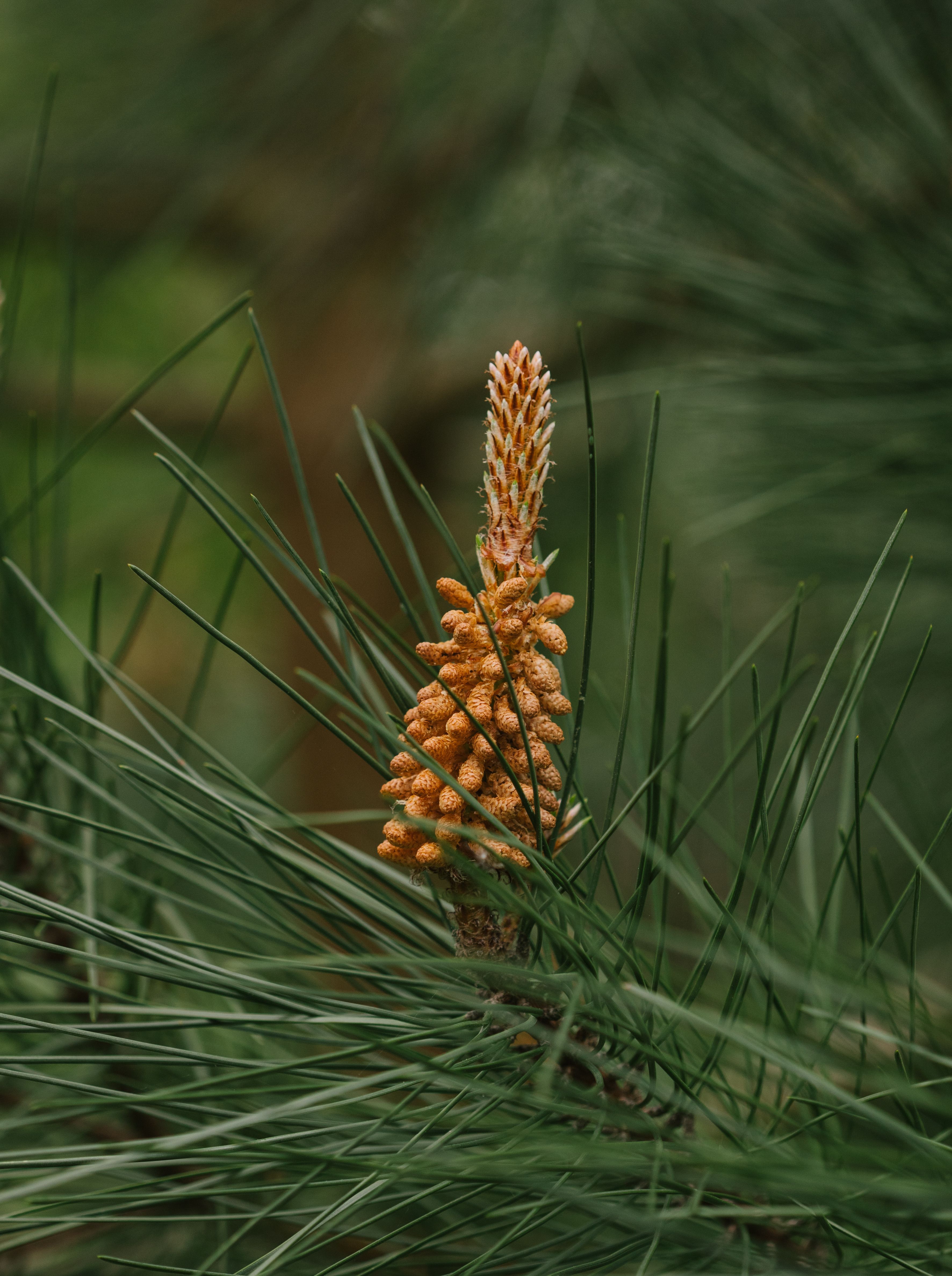 Spike Tree Branch · Free Stock Photo