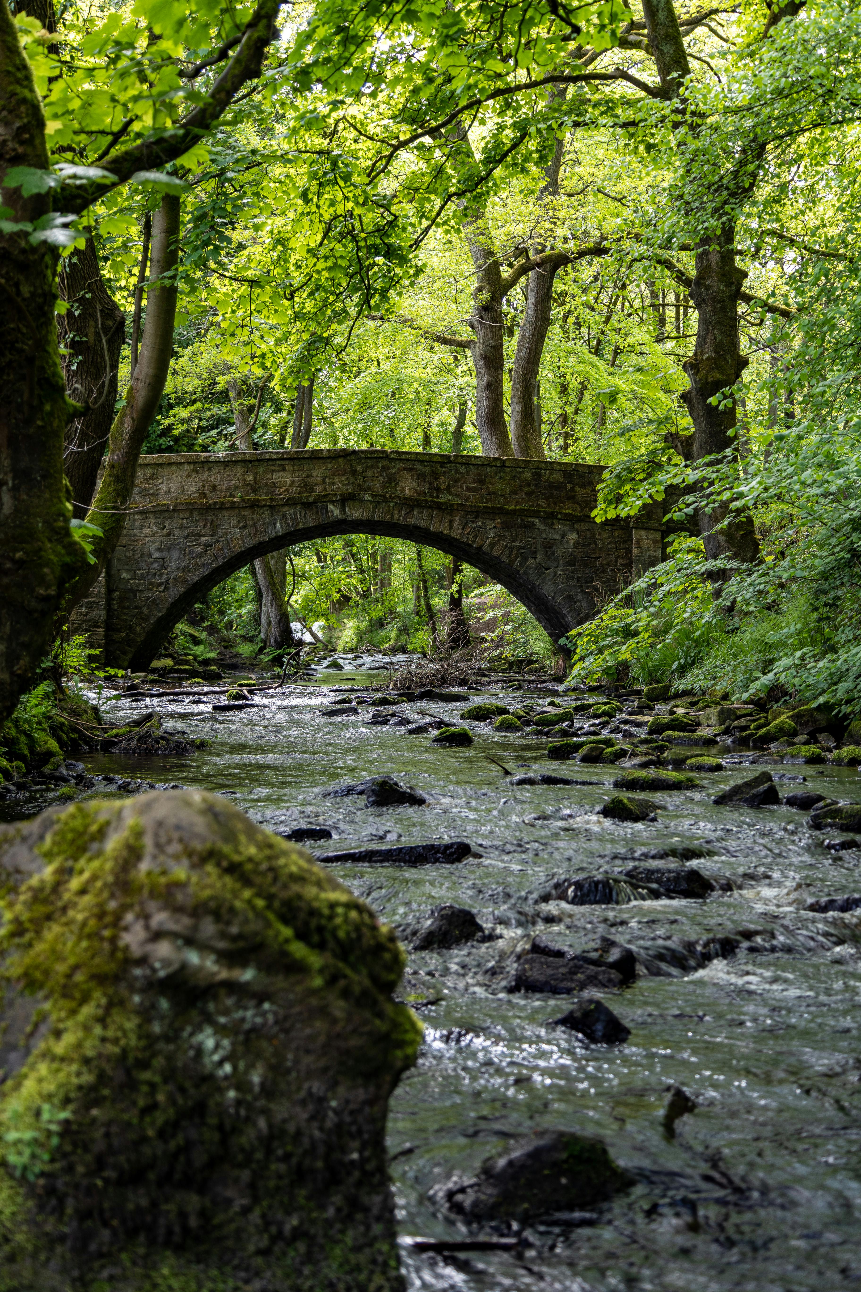 Green Trees and a Footbridge over a Stream · Free Stock Photo