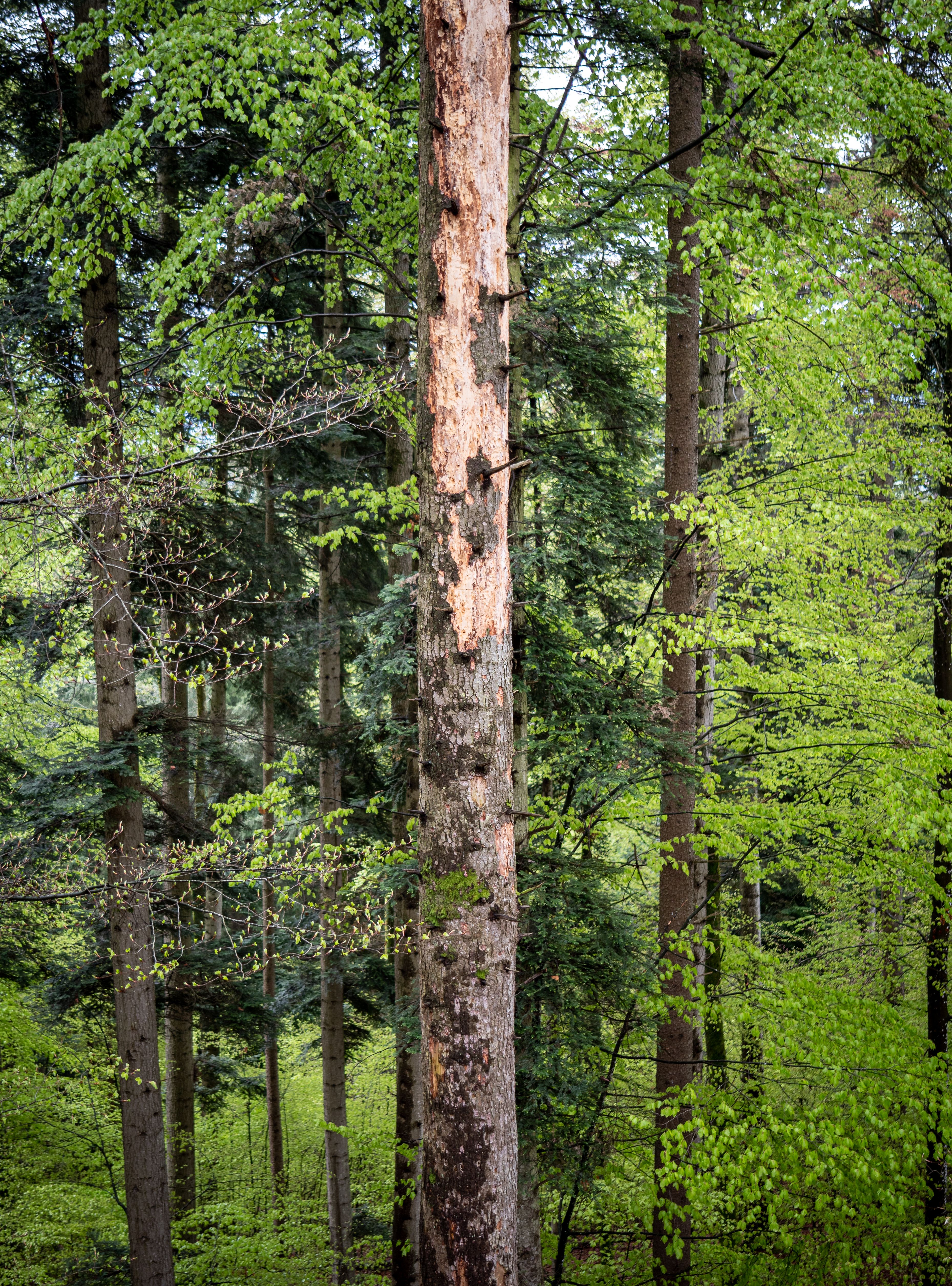 High Tree Trunk in Forest · Free Stock Photo