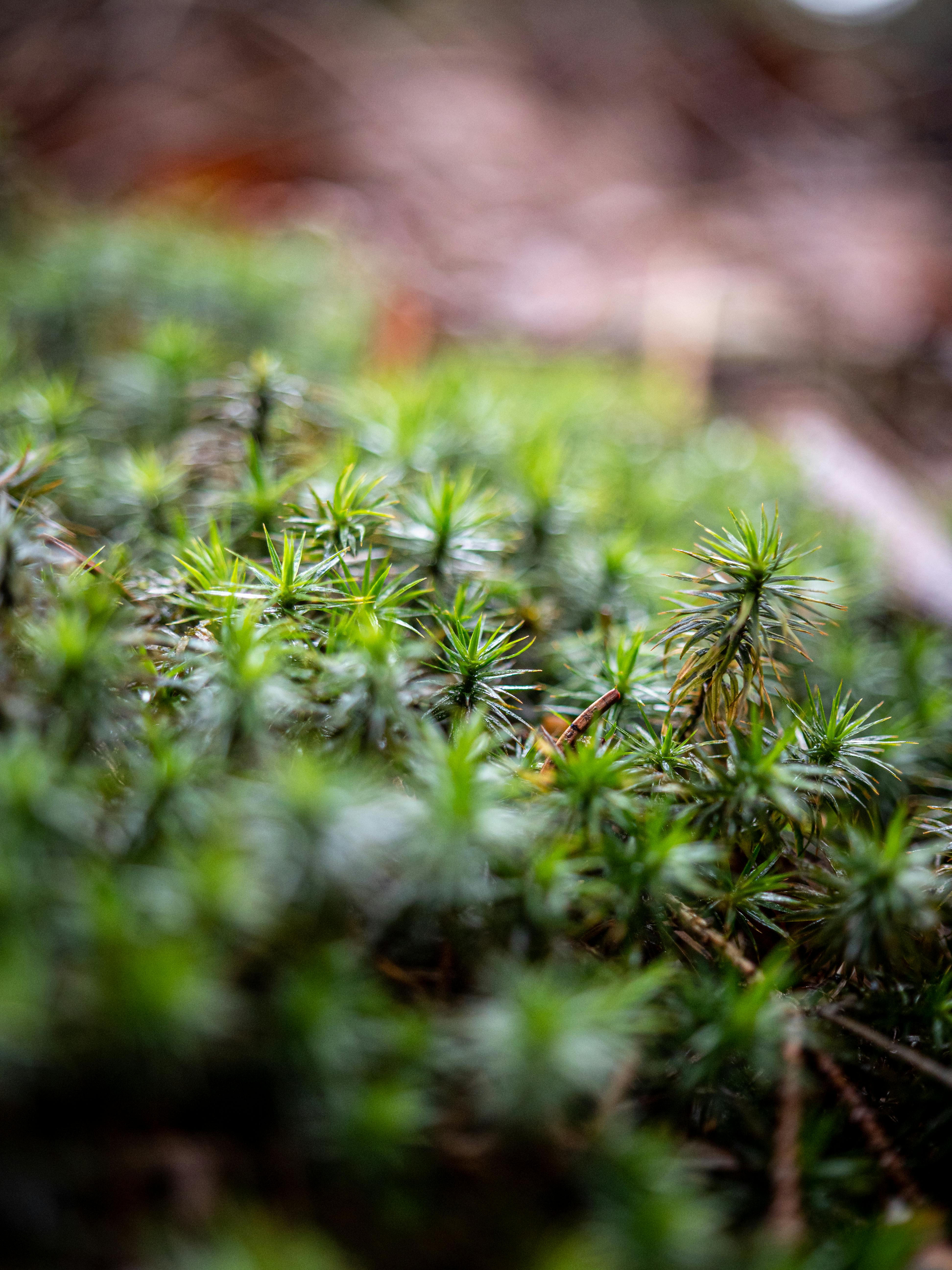Close up of a Shrub · Free Stock Photo